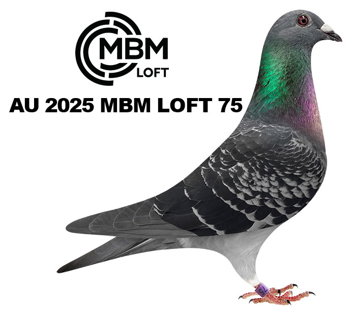 iPigeon.com - Racing Pigeon Auction