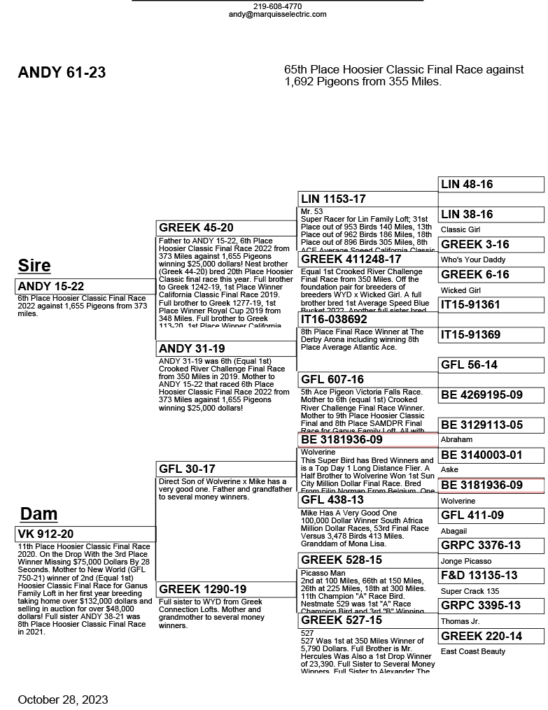 iPigeon.com - Racing Pigeon Auction