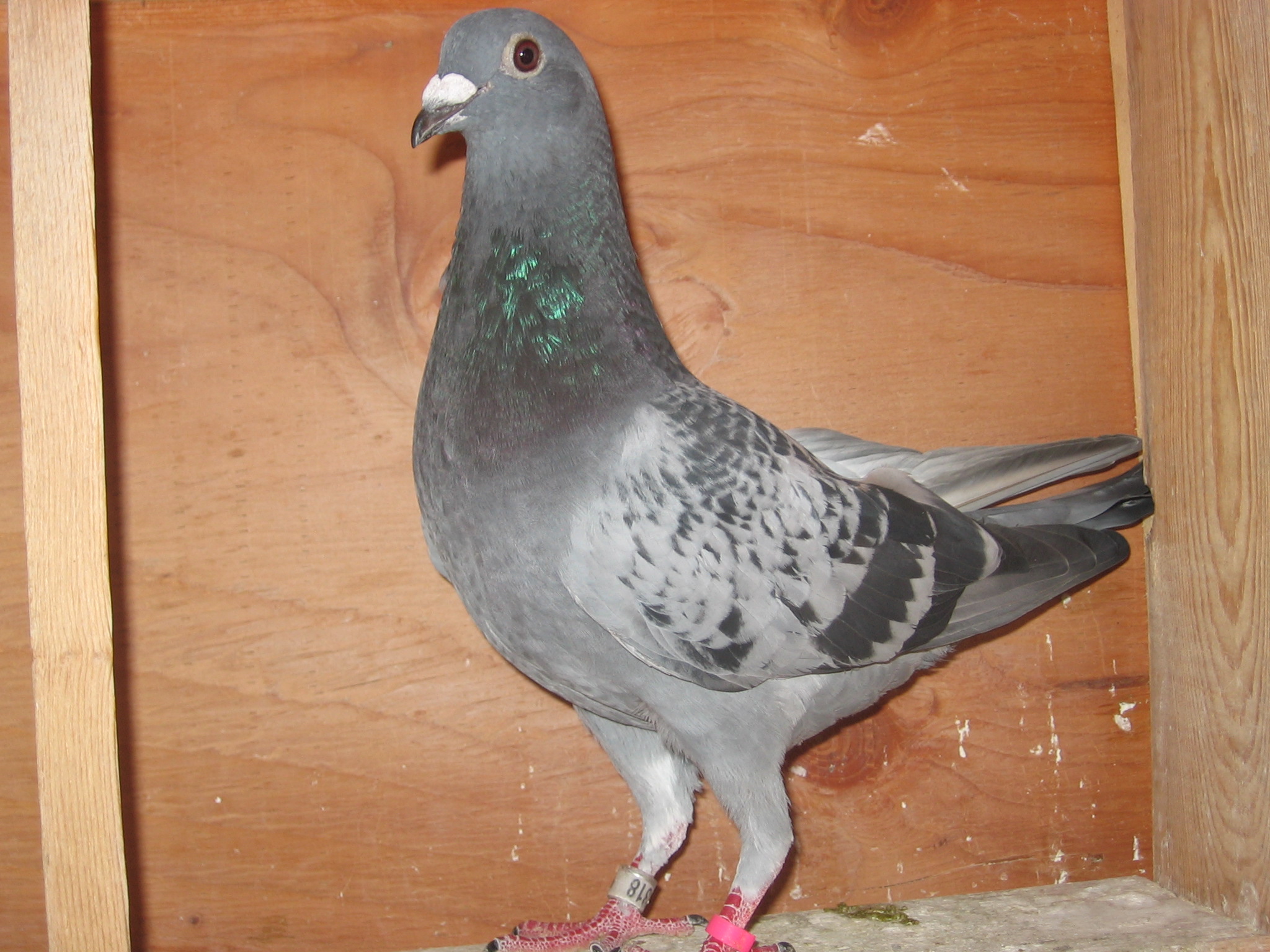 iPigeon.com - Racing Pigeon Auction