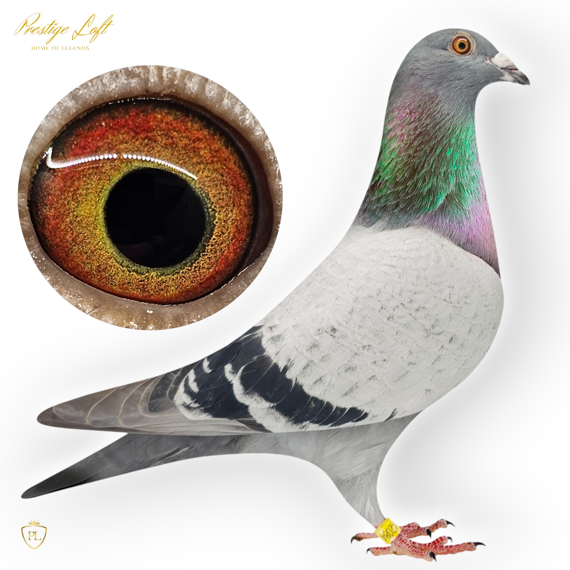 iPigeon.com - Racing Pigeon Auction