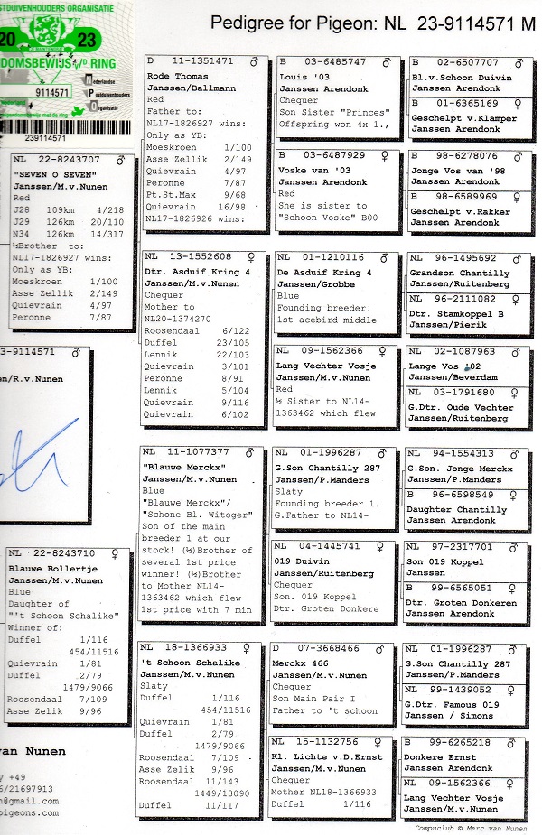 iPigeon.com - Racing Pigeon Auction