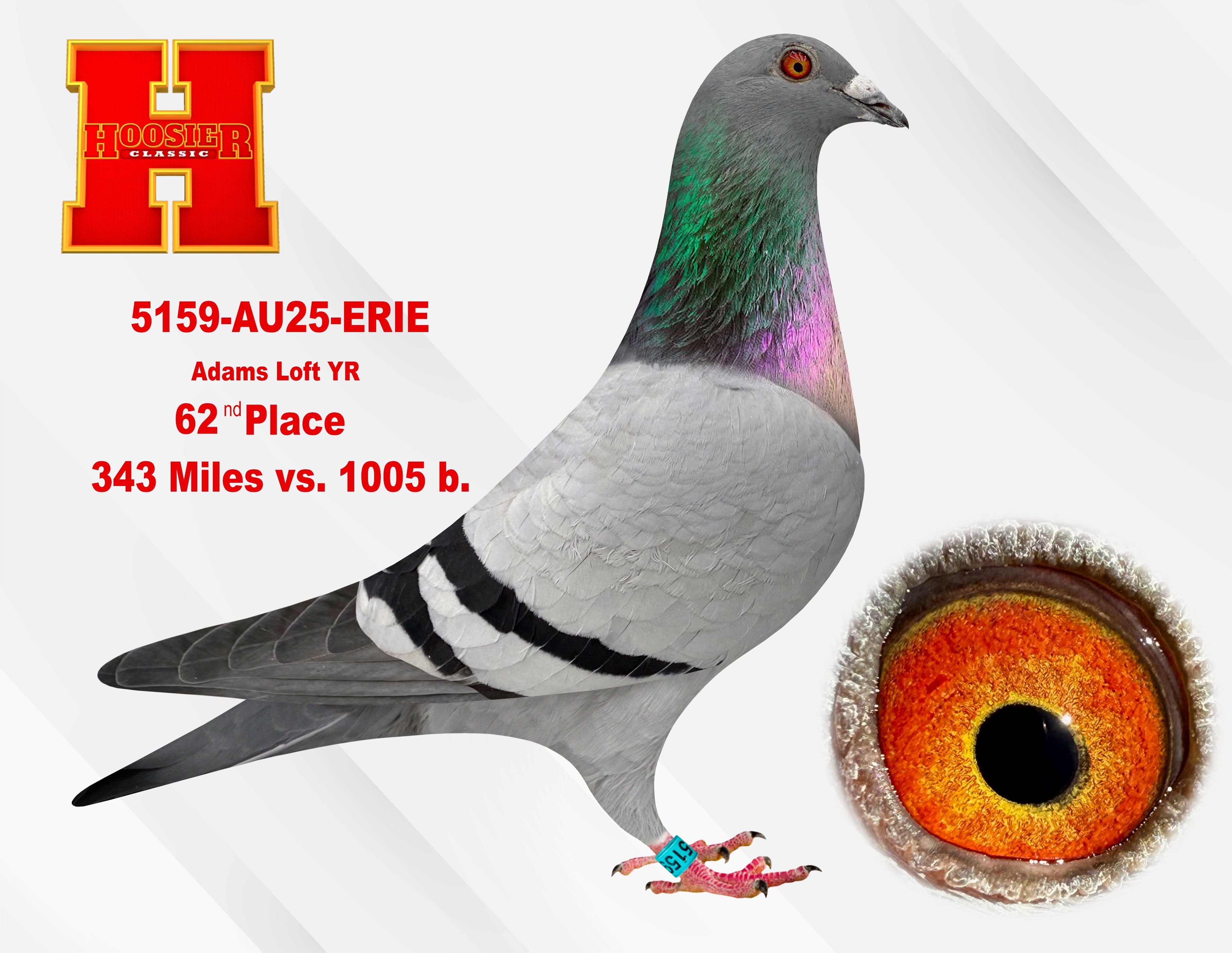 iPigeon.com - Racing Pigeon Auction