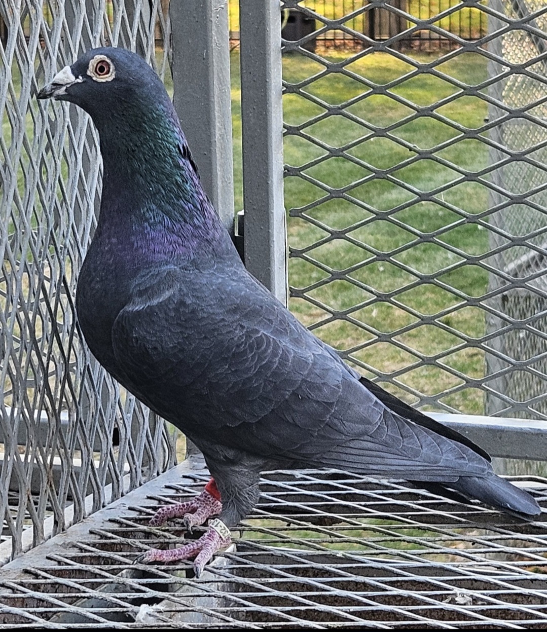 iPigeon.com - Racing Pigeon Auction
