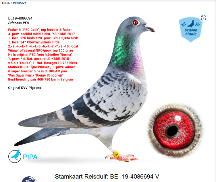 iPigeon.com - Racing Pigeon Auction