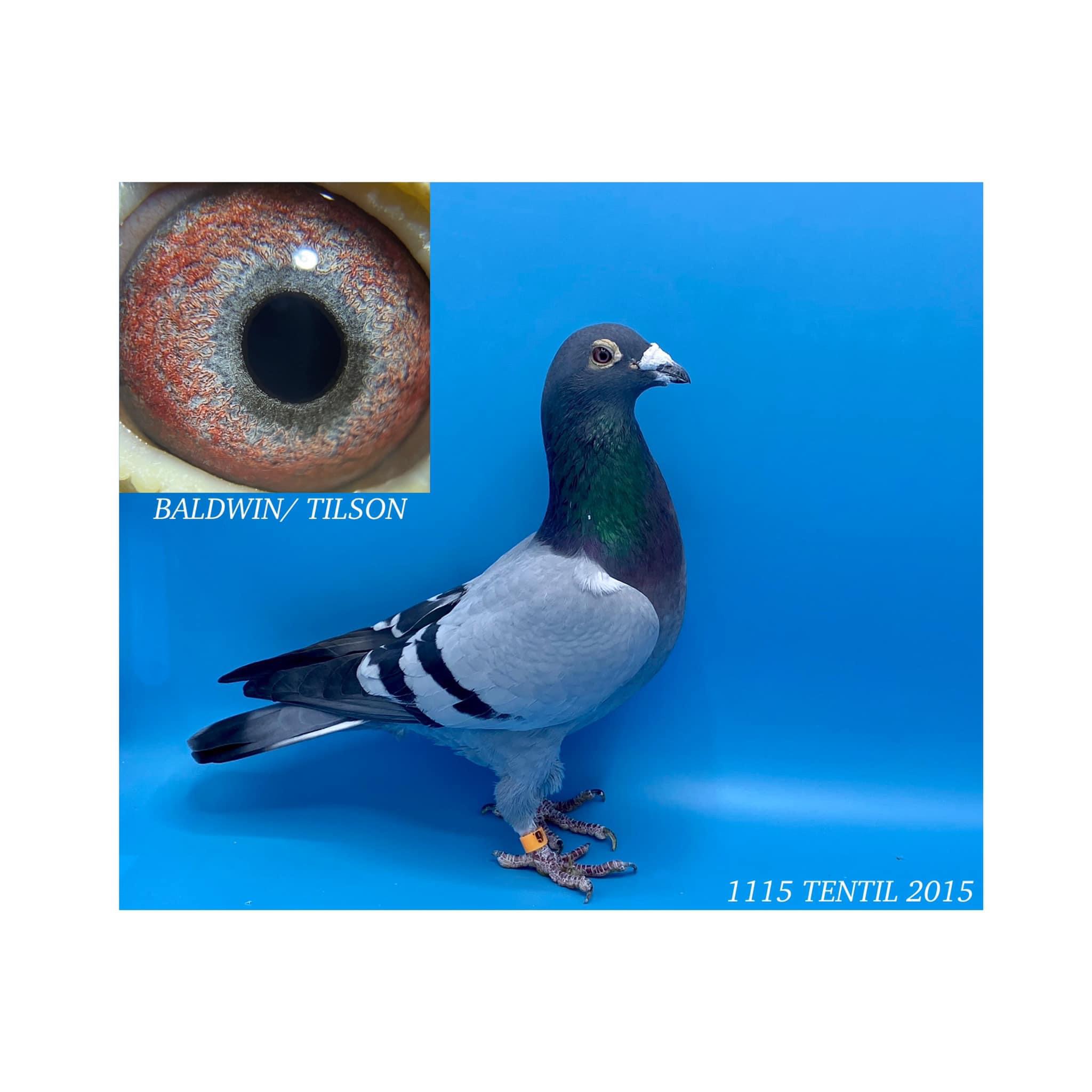 iPigeon.com - Racing Pigeon Auction