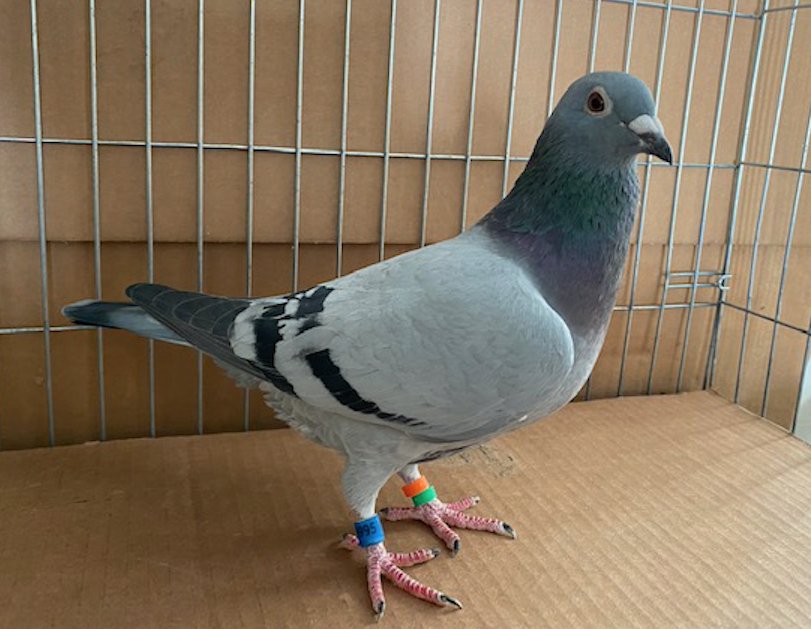 iPigeon.com - Racing Pigeon Auction