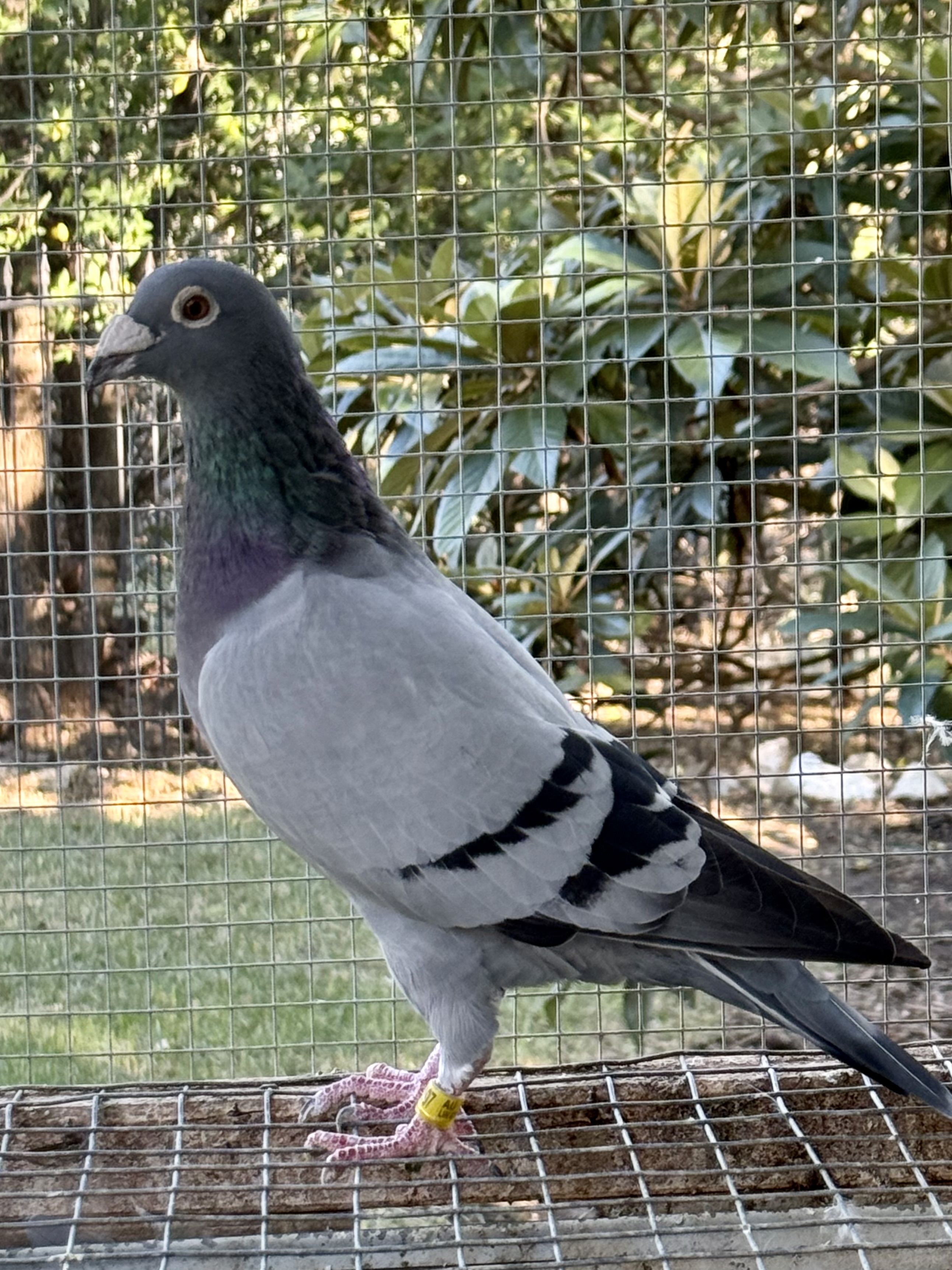 iPigeon.com - Racing Pigeon Auction