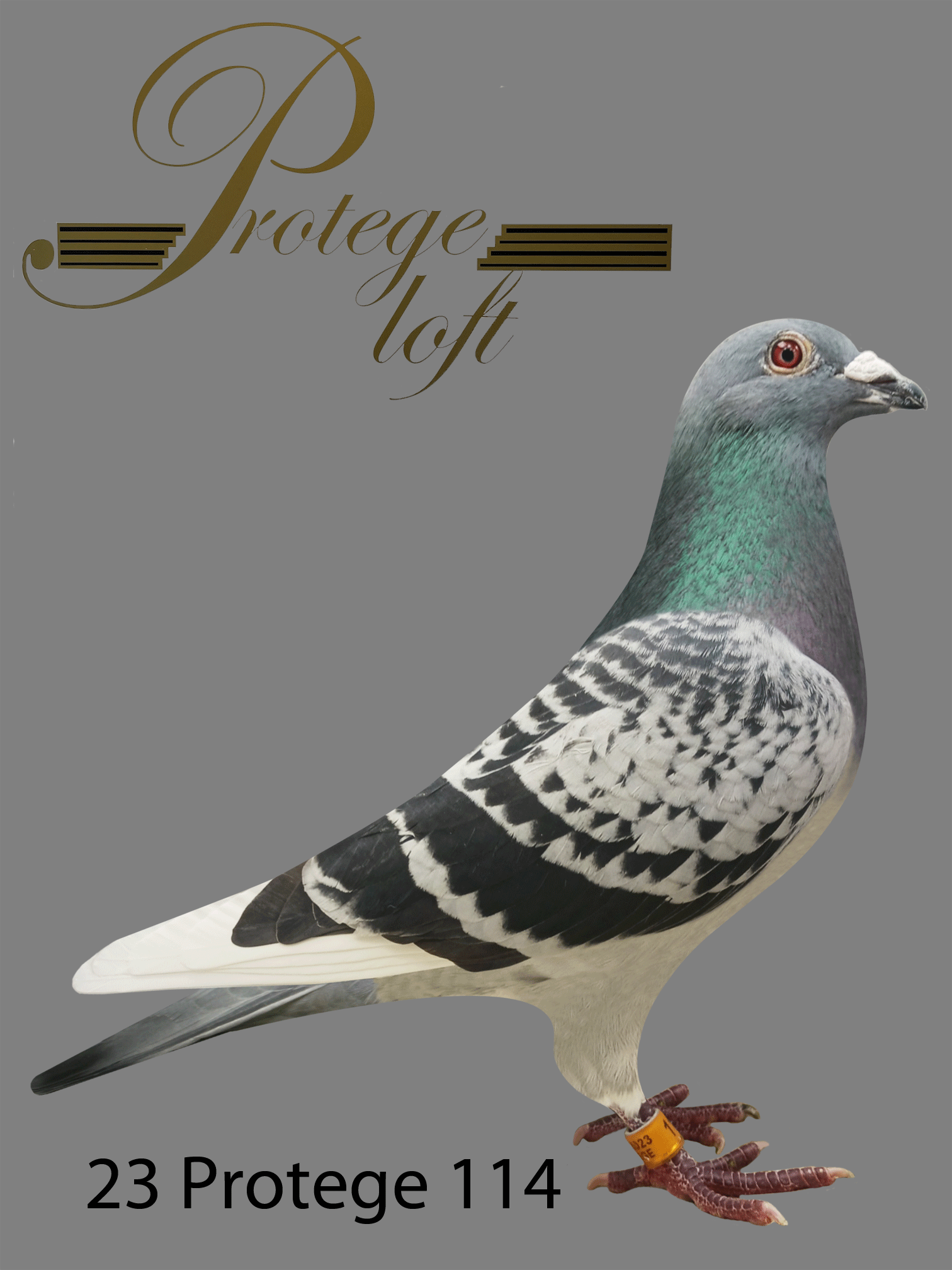 iPigeon.com - Racing Pigeon Auction