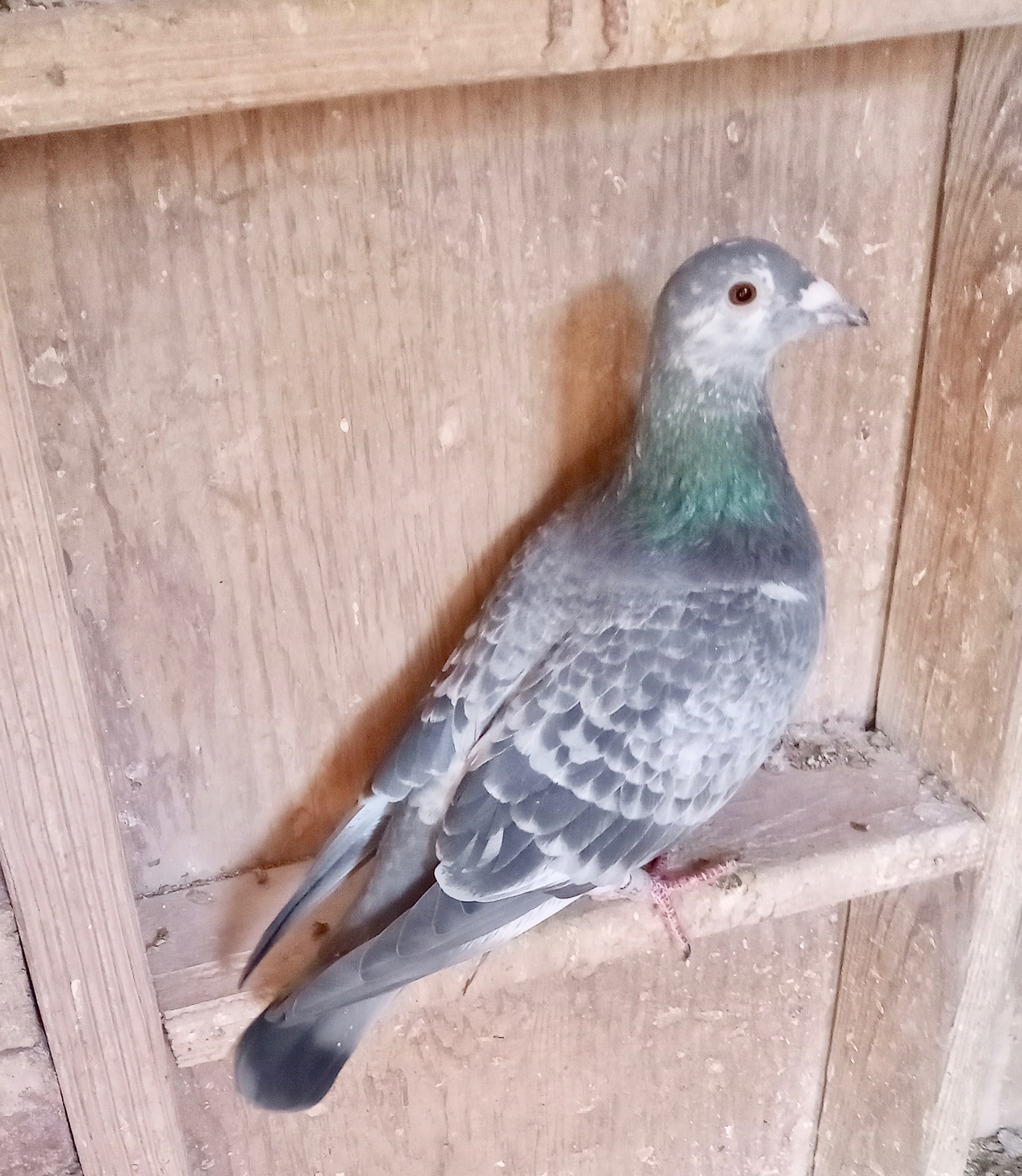 iPigeon.com - Racing Pigeon Auction