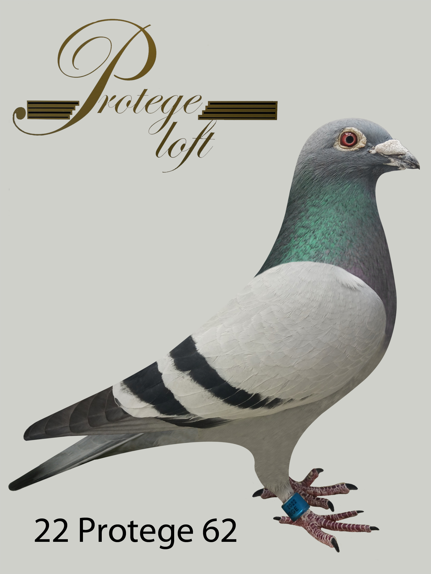 iPigeon.com - Racing Pigeon Auction