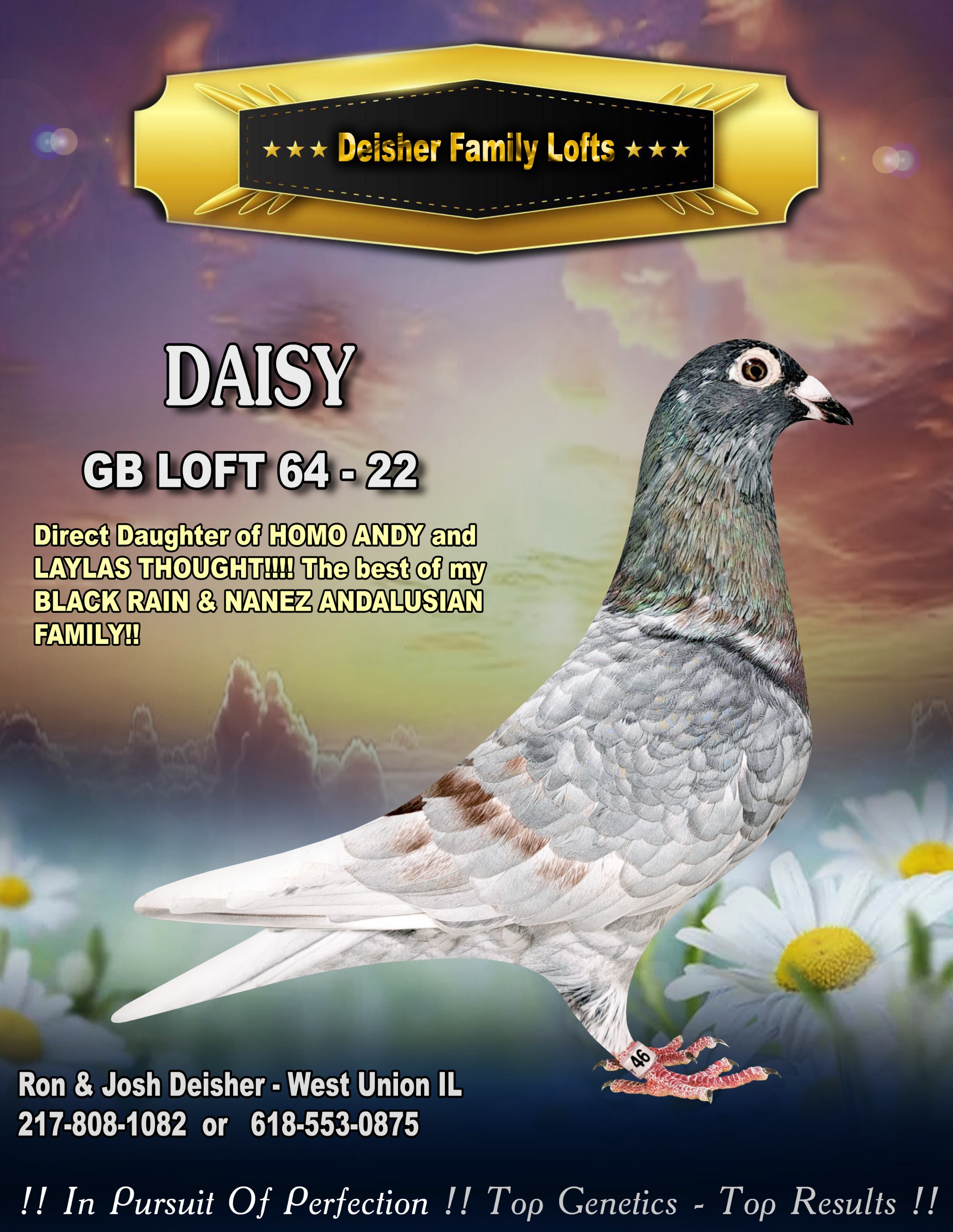 iPigeon.com - Racing Pigeon Auction