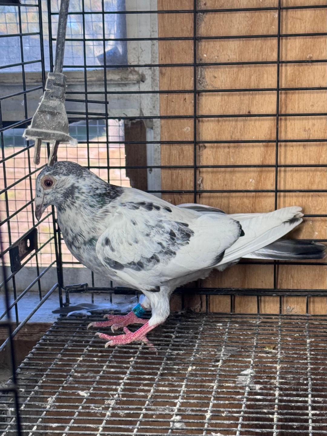 iPigeon.com - Racing Pigeon Auction