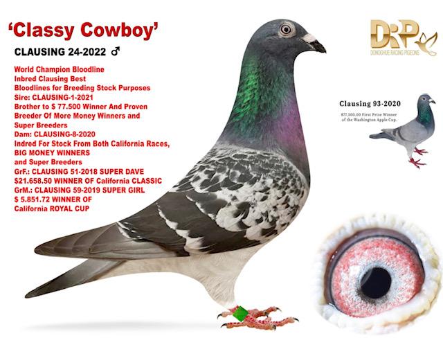 iPigeon.com - Racing Pigeon Auction