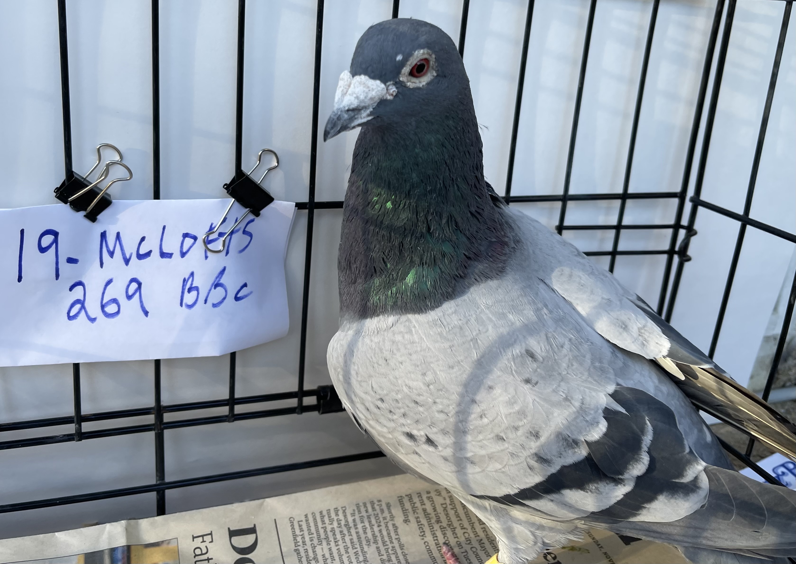 iPigeon.com - Racing Pigeon Auction