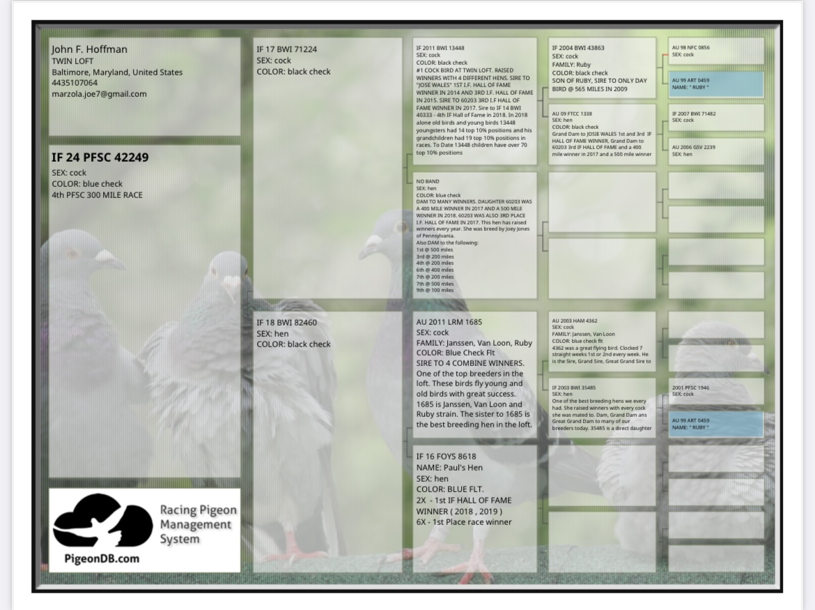 iPigeon.com - Racing Pigeon Auction