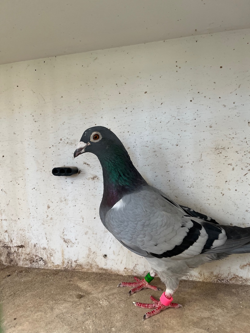 iPigeon.com - Racing Pigeon Auction