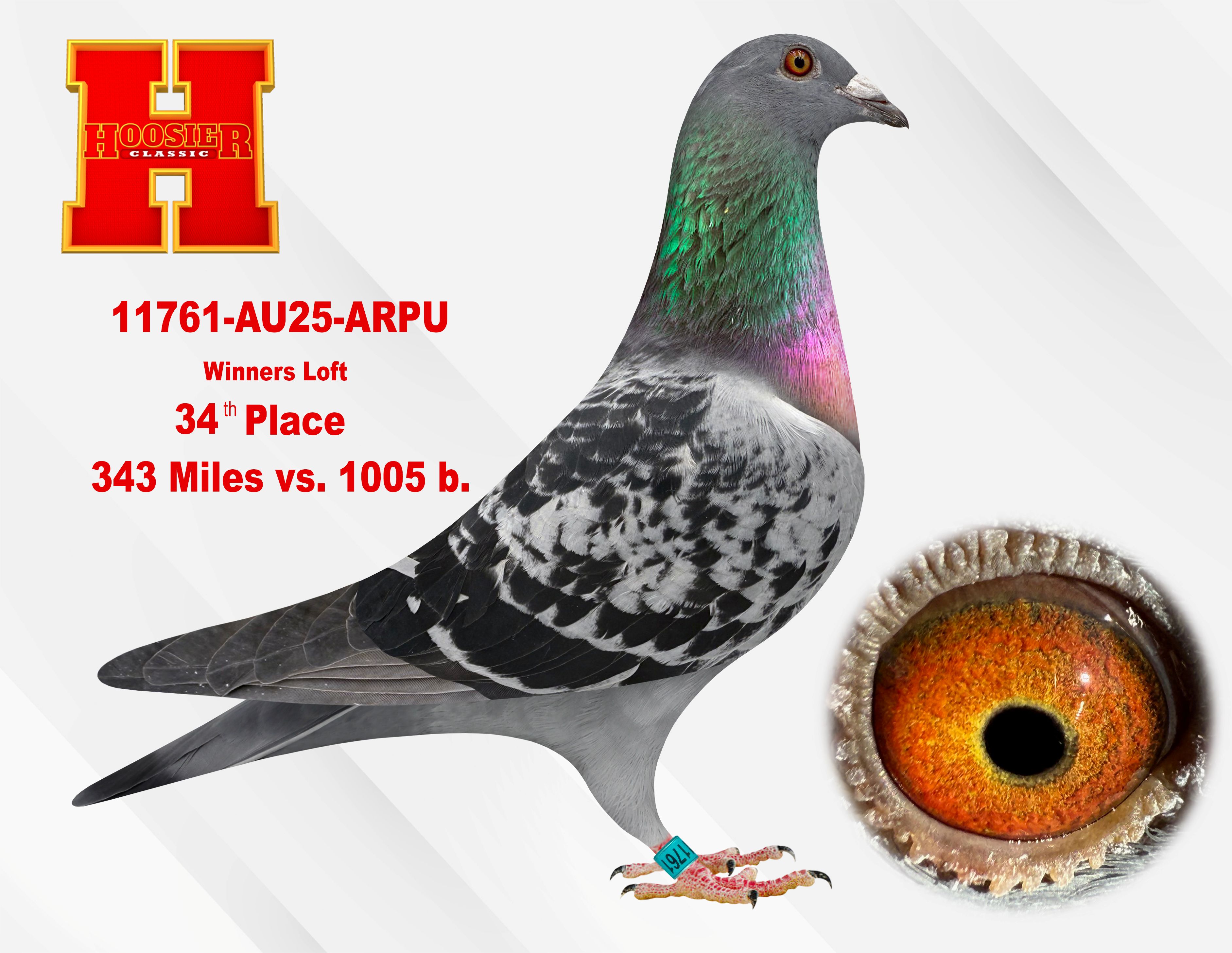 iPigeon.com - Racing Pigeon Auction