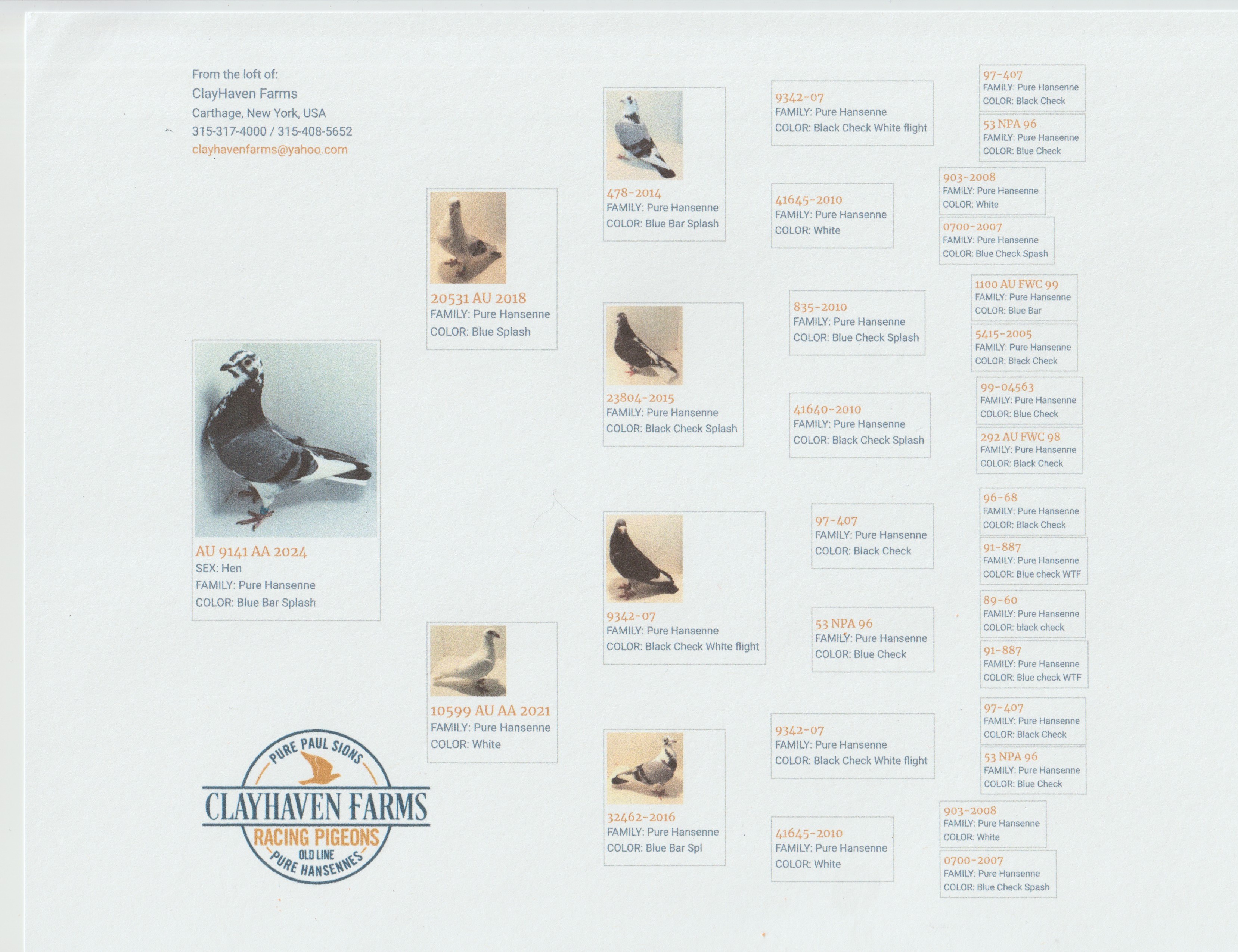 iPigeon.com - Racing Pigeon Auction