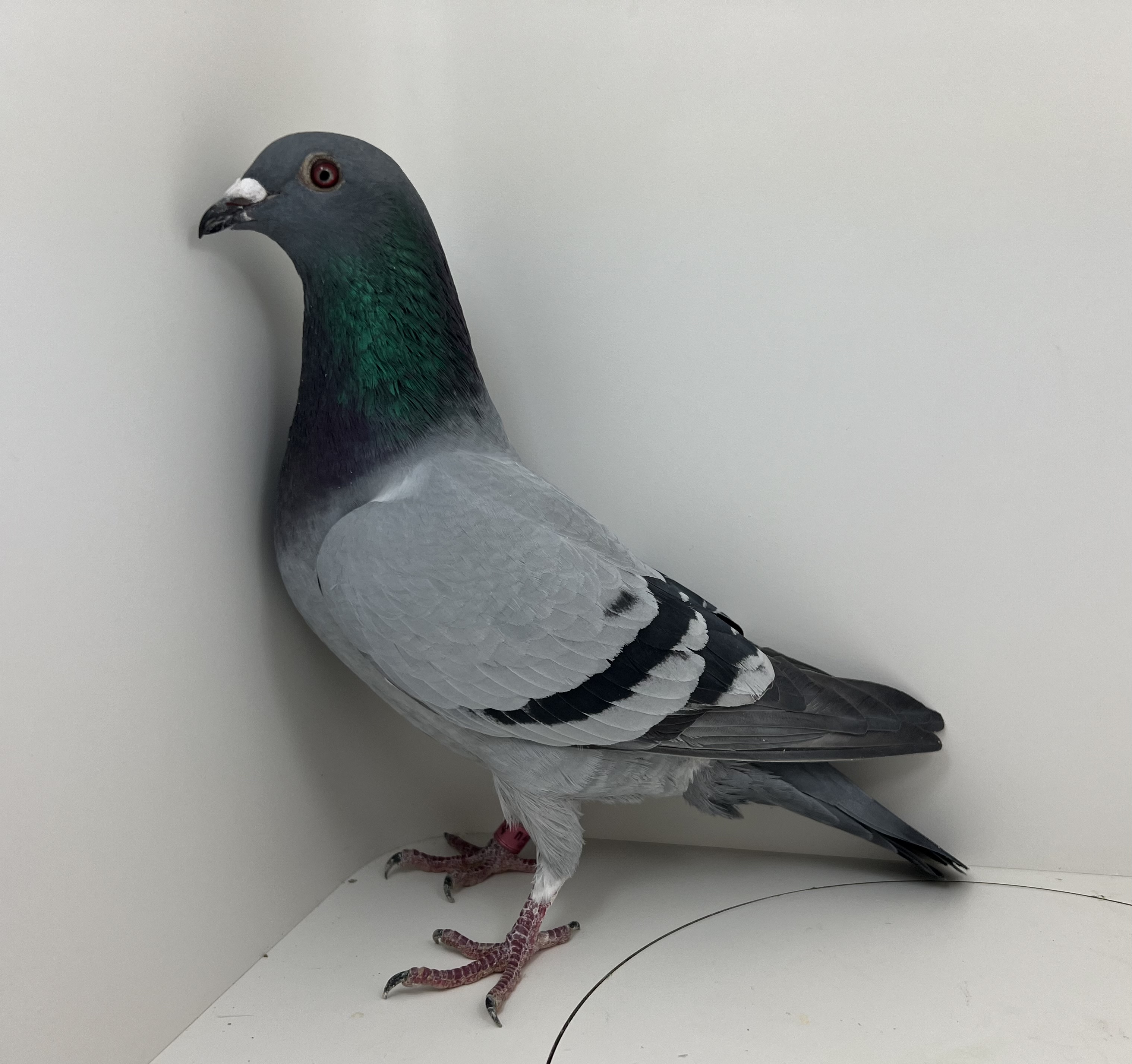 iPigeon.com - Racing Pigeon Auction