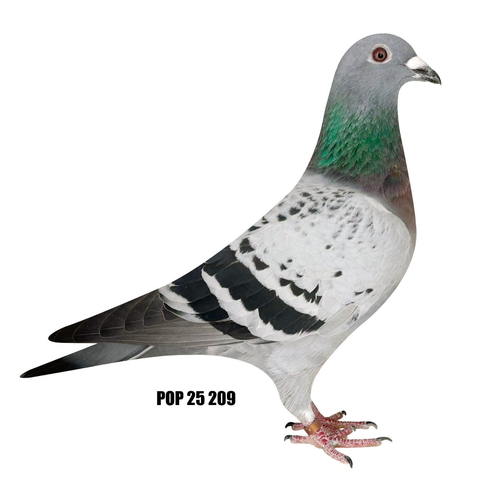 iPigeon.com - Racing Pigeon Auction