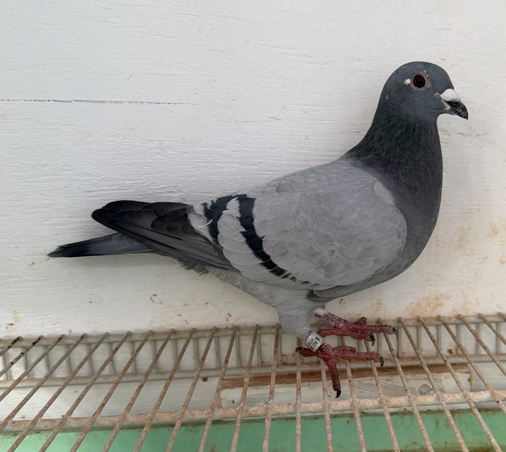 iPigeon.com - Racing Pigeon Auction