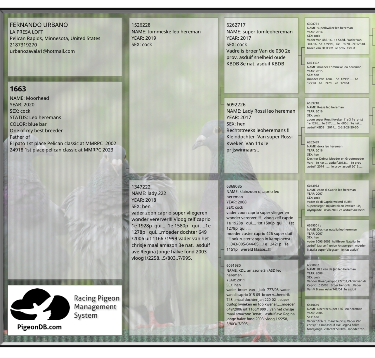 iPigeon.com - Racing Pigeon Auction