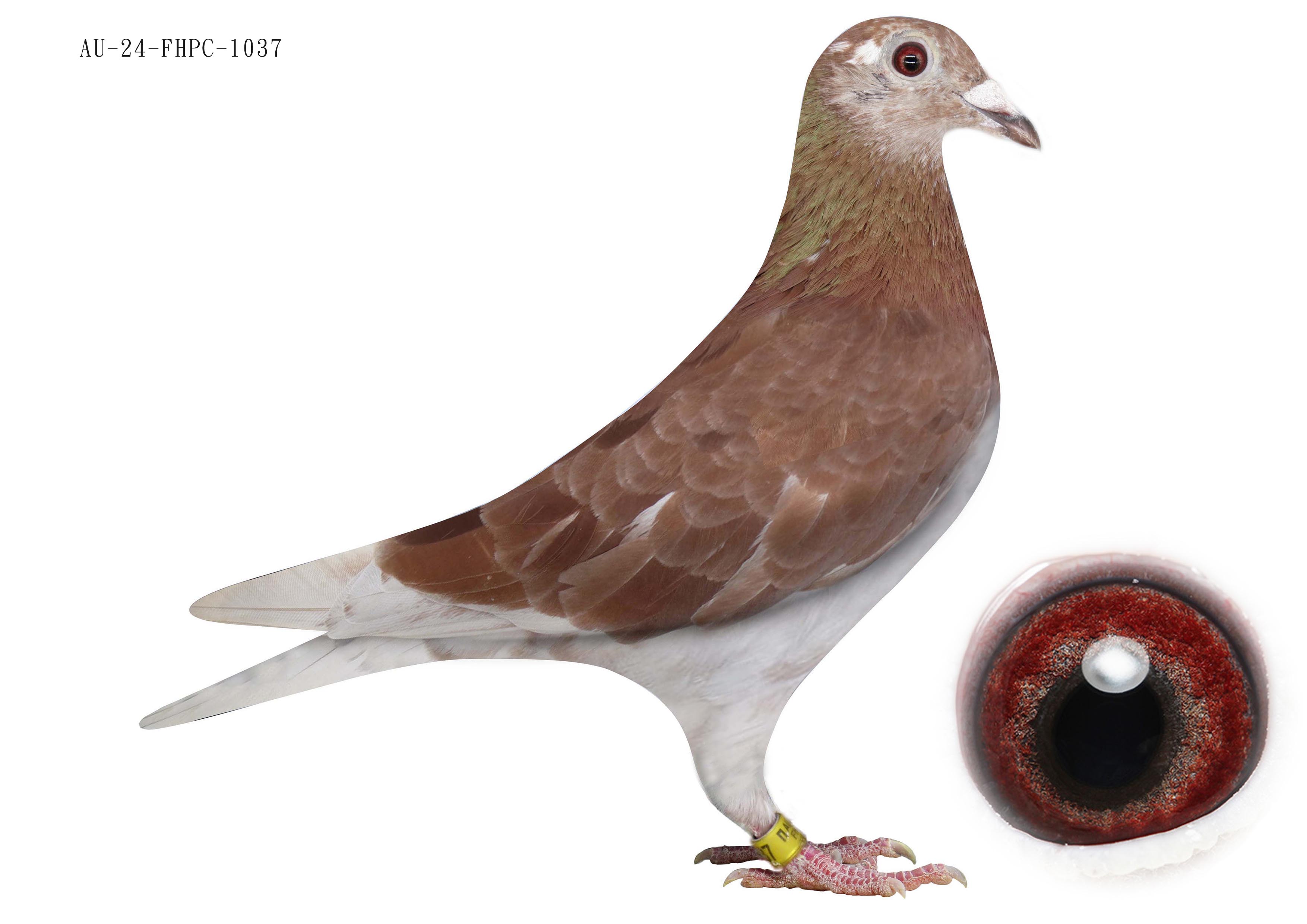 iPigeon.com - Racing Pigeon Auction