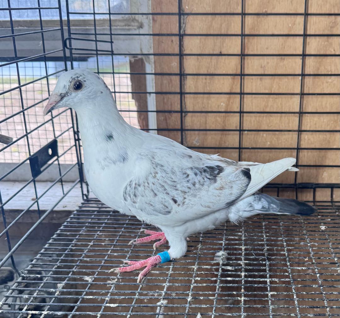 iPigeon.com - Racing Pigeon Auction