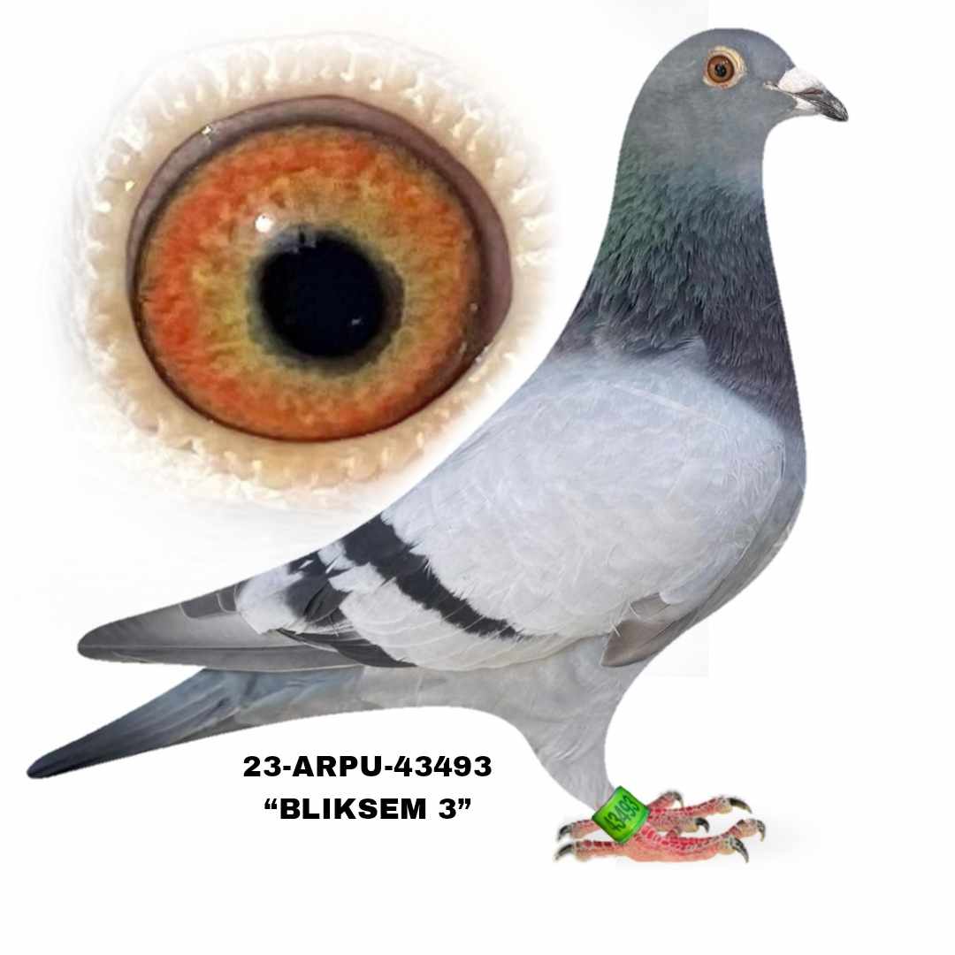 iPigeon.com - Racing Pigeon Auction