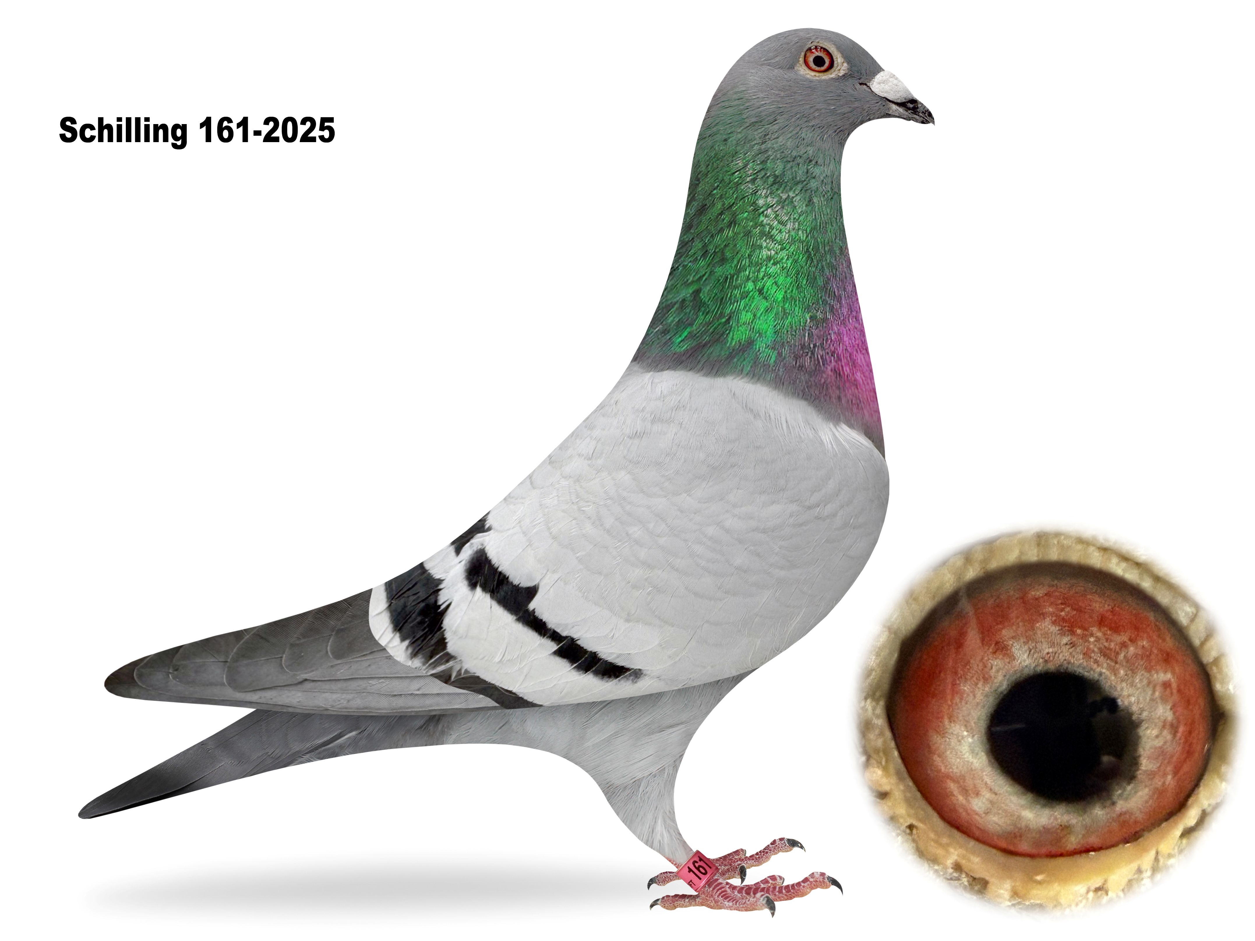 iPigeon.com - Racing Pigeon Auction