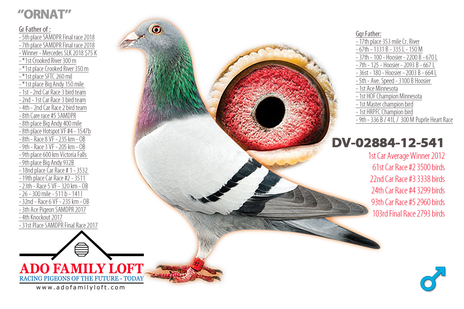 iPigeon.com - Racing Pigeon Auction