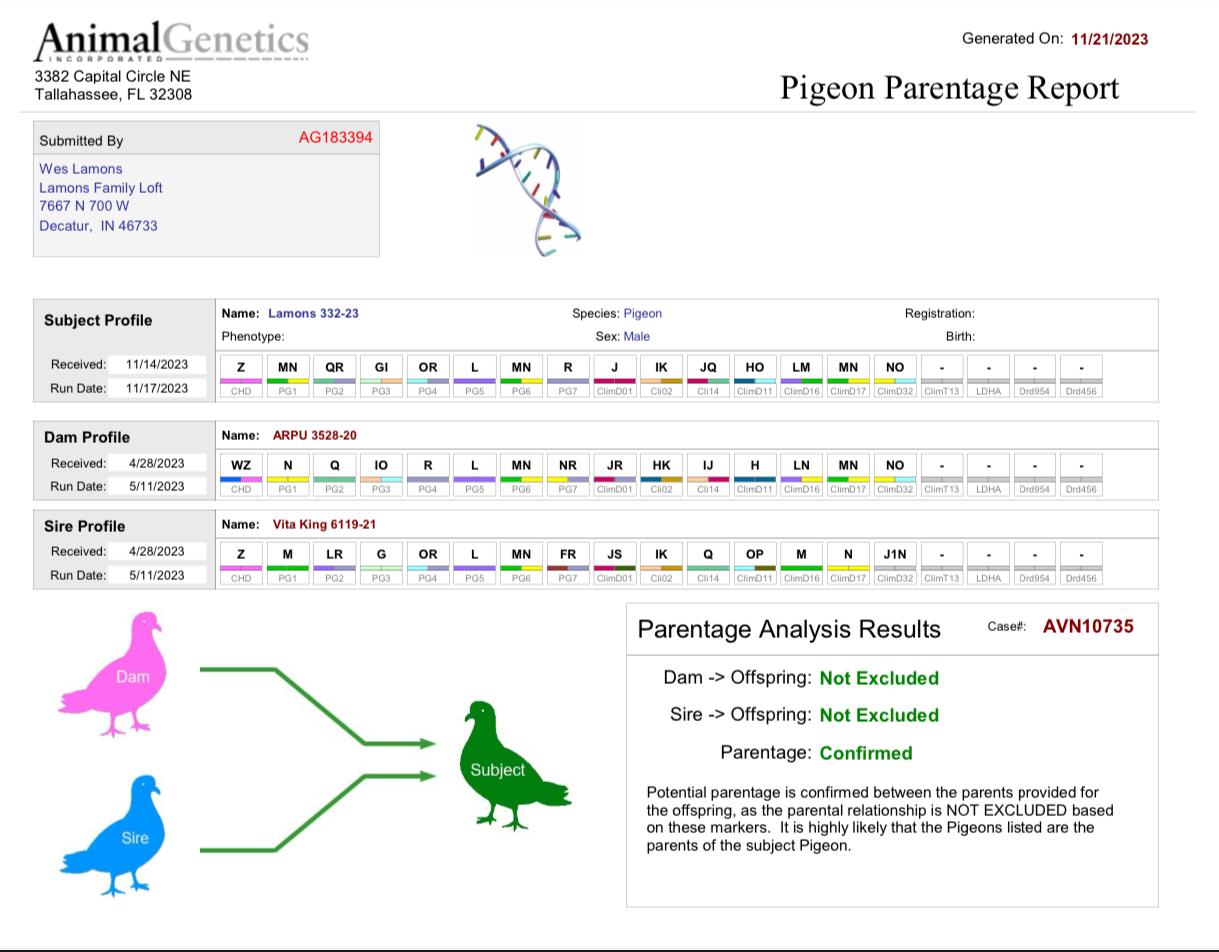iPigeon.com - Racing Pigeon Auction
