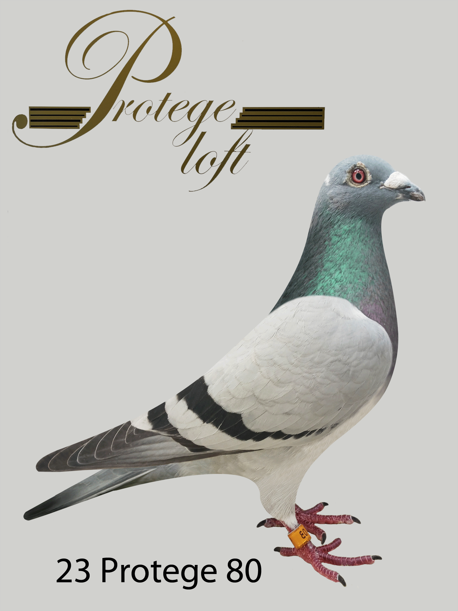 iPigeon.com - Racing Pigeon Auction