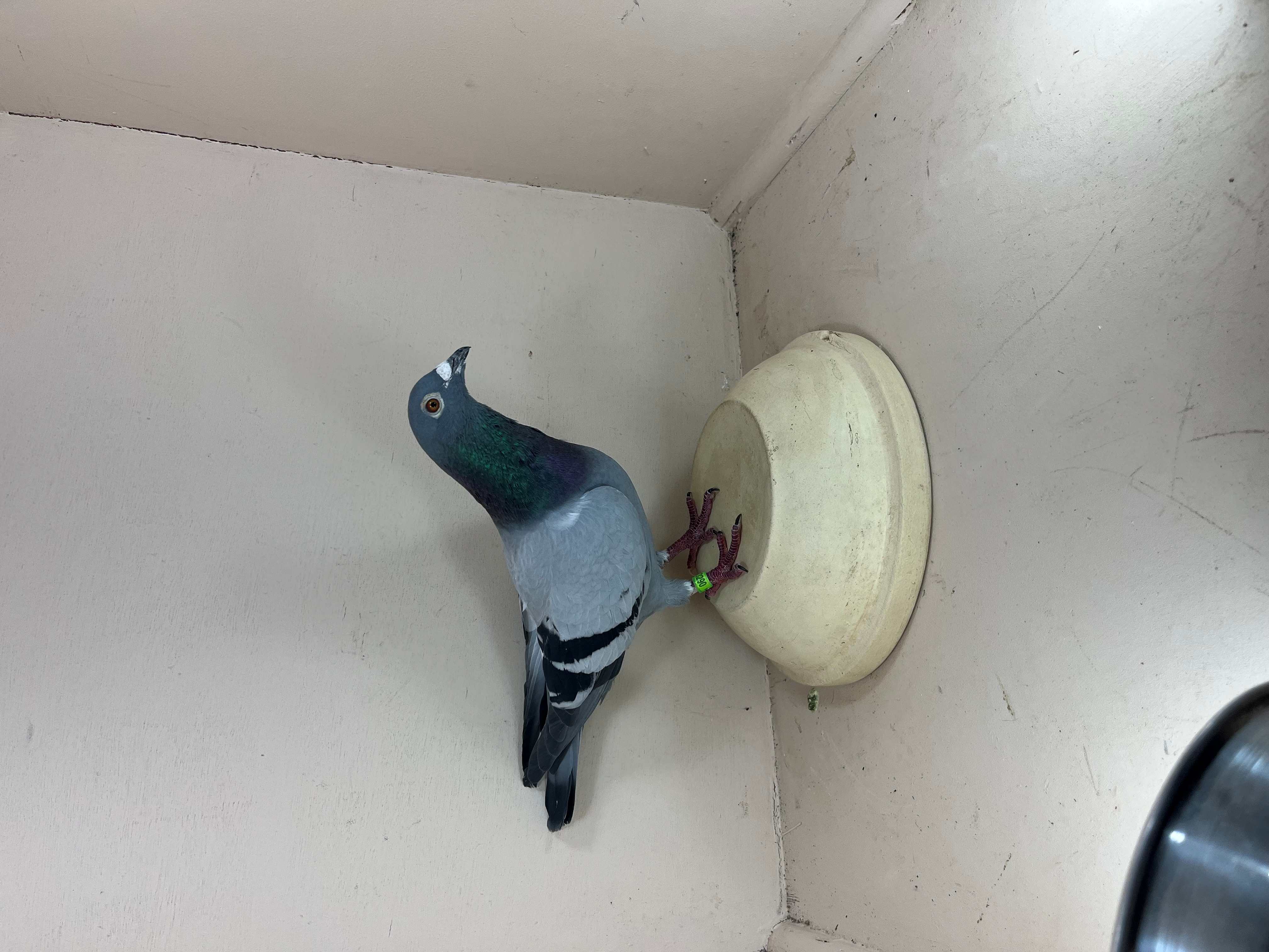 iPigeon.com - Racing Pigeon Auction