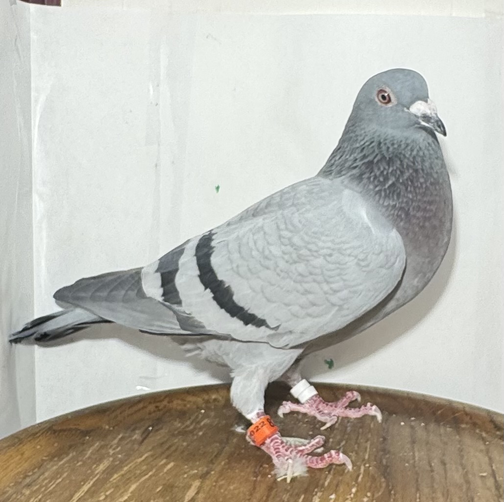 iPigeon.com - Racing Pigeon Auction