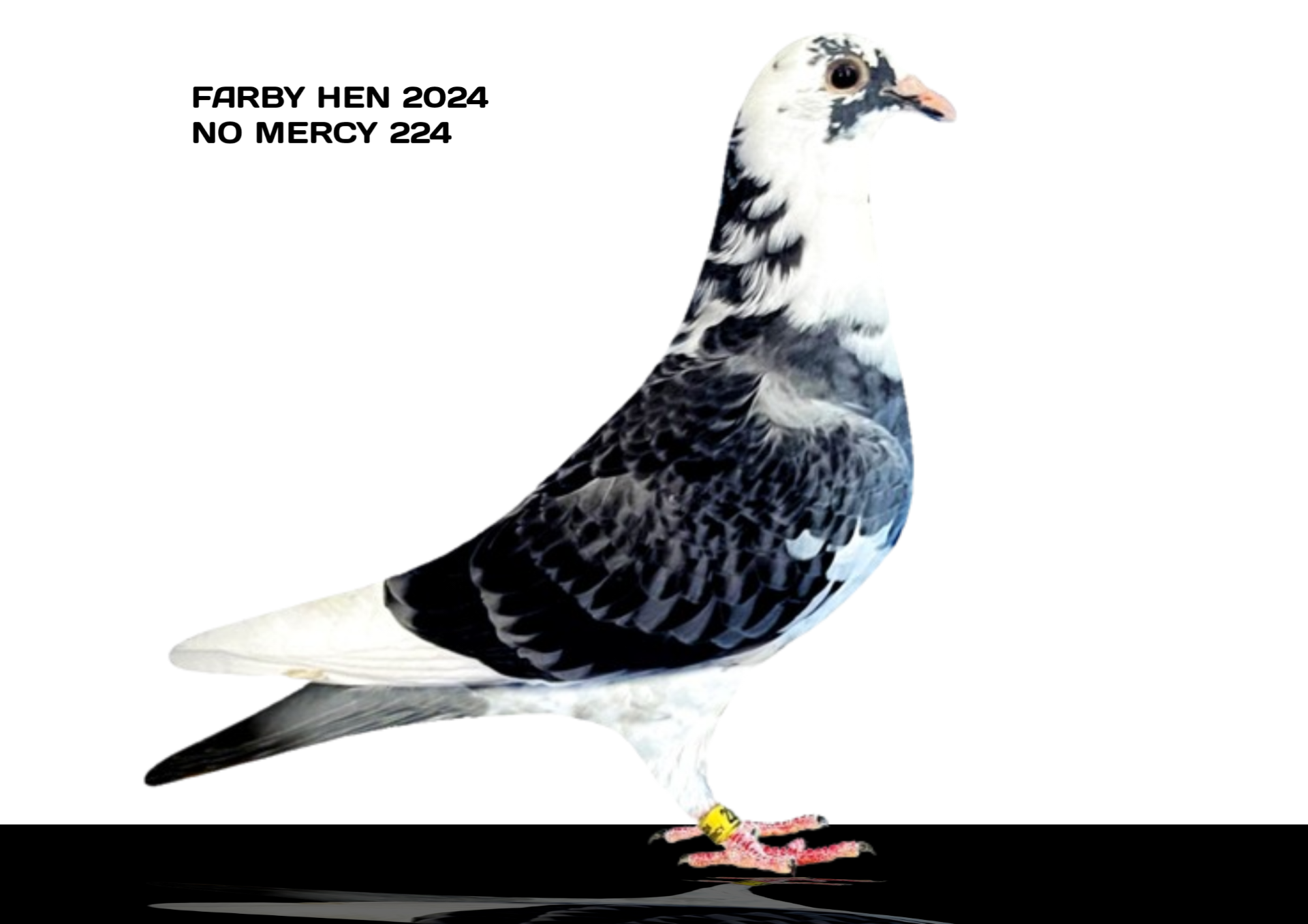 iPigeon.com - Racing Pigeon Auction