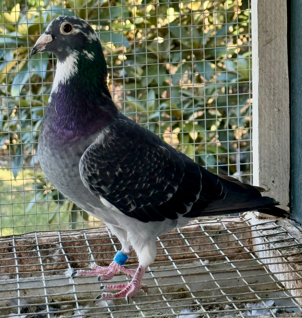 iPigeon.com - Racing Pigeon Auction