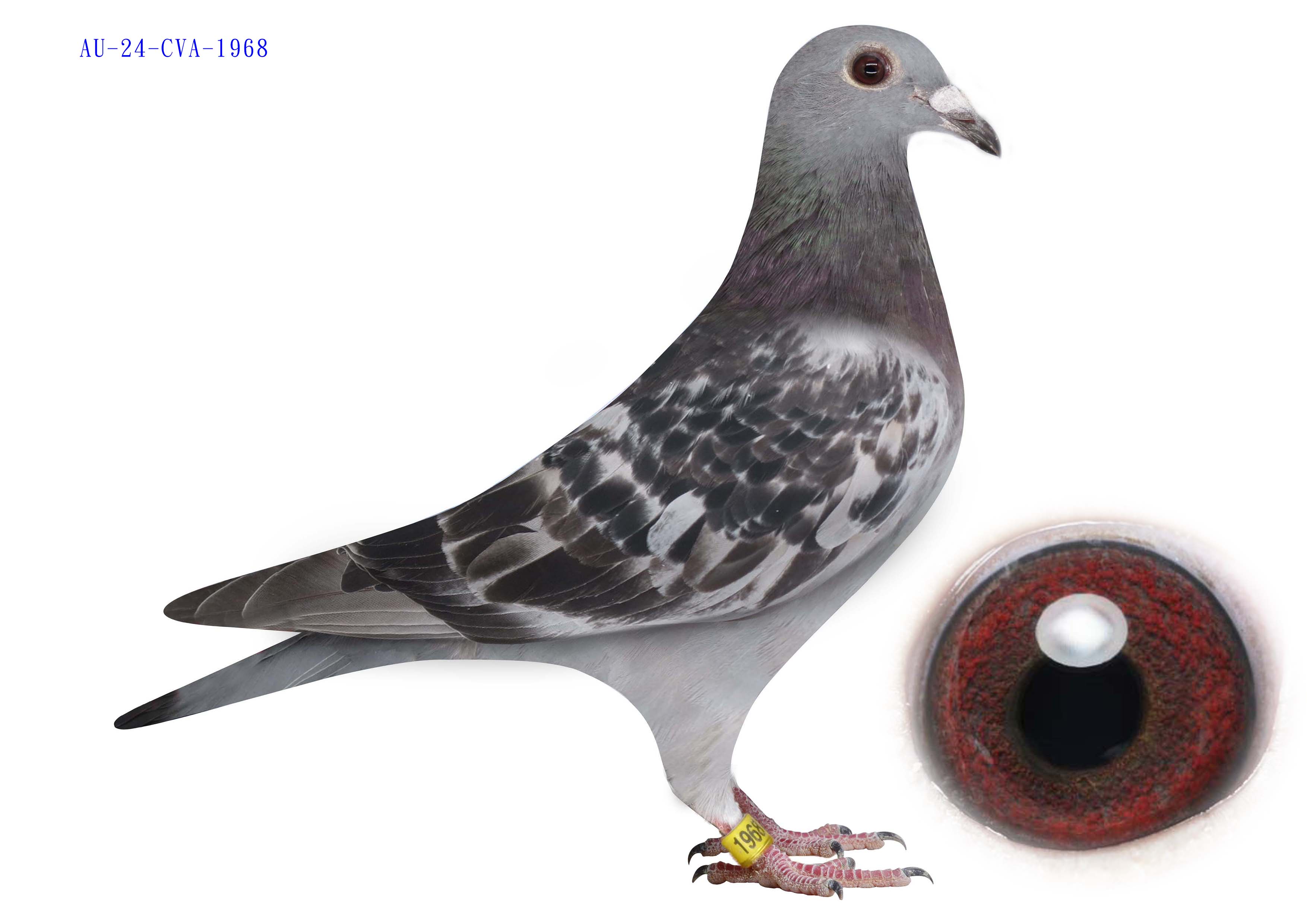 iPigeon.com - Racing Pigeon Auction