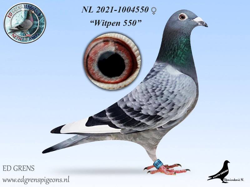 iPigeon.com - Racing Pigeon Auction