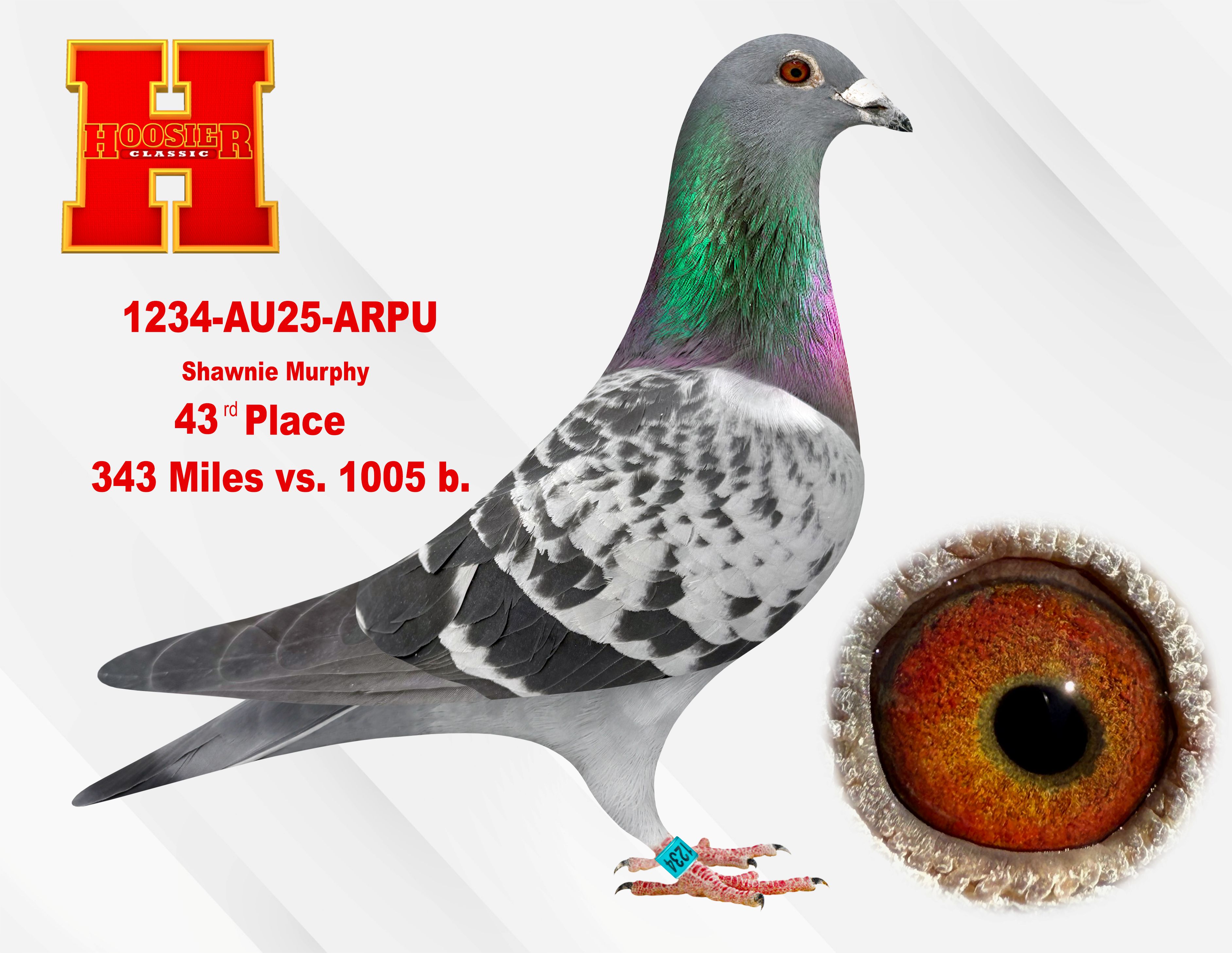 iPigeon.com - Racing Pigeon Auction