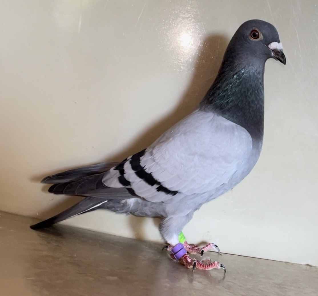 iPigeon.com - Racing Pigeon Auction