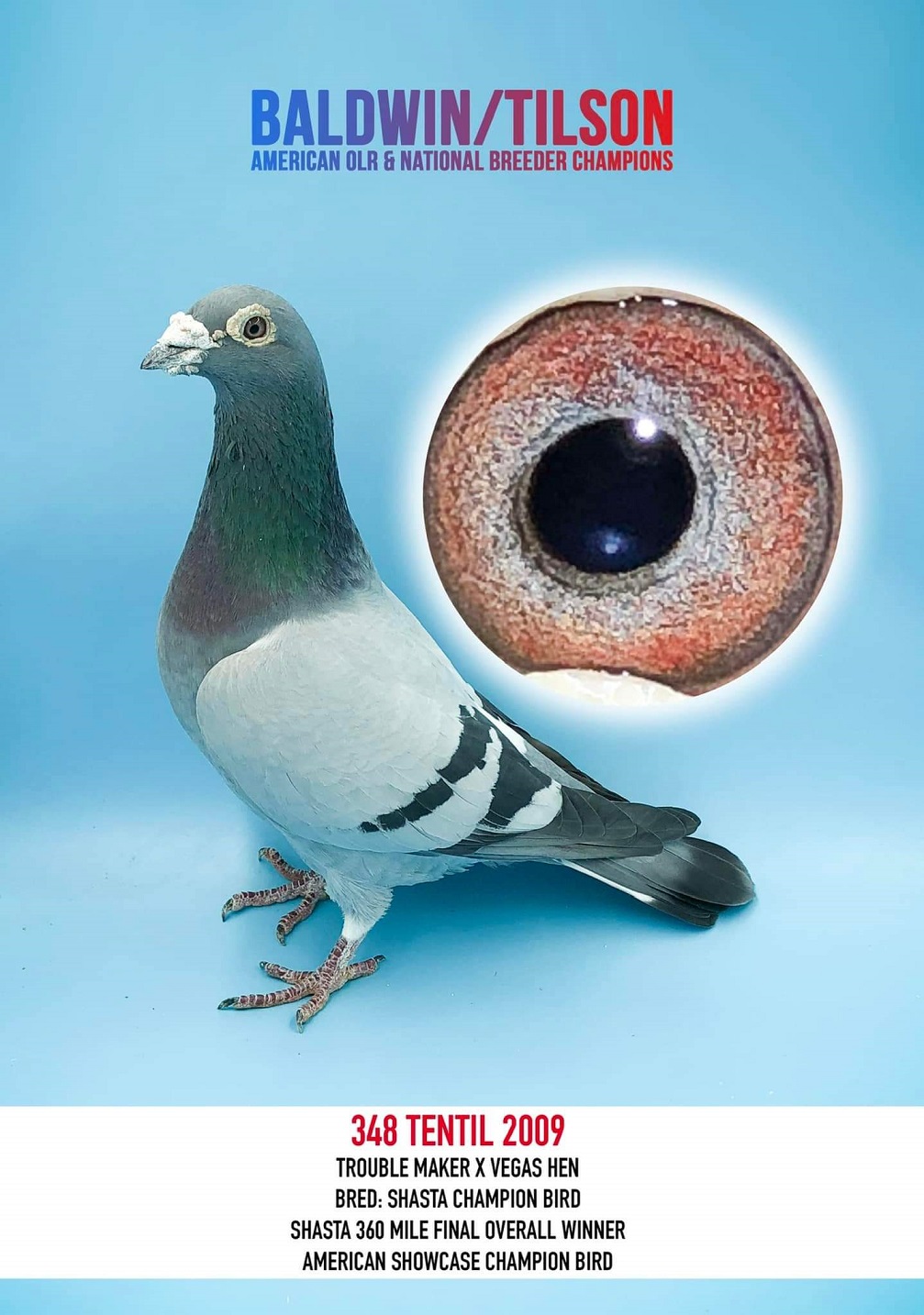 iPigeon.com - Racing Pigeon Auction