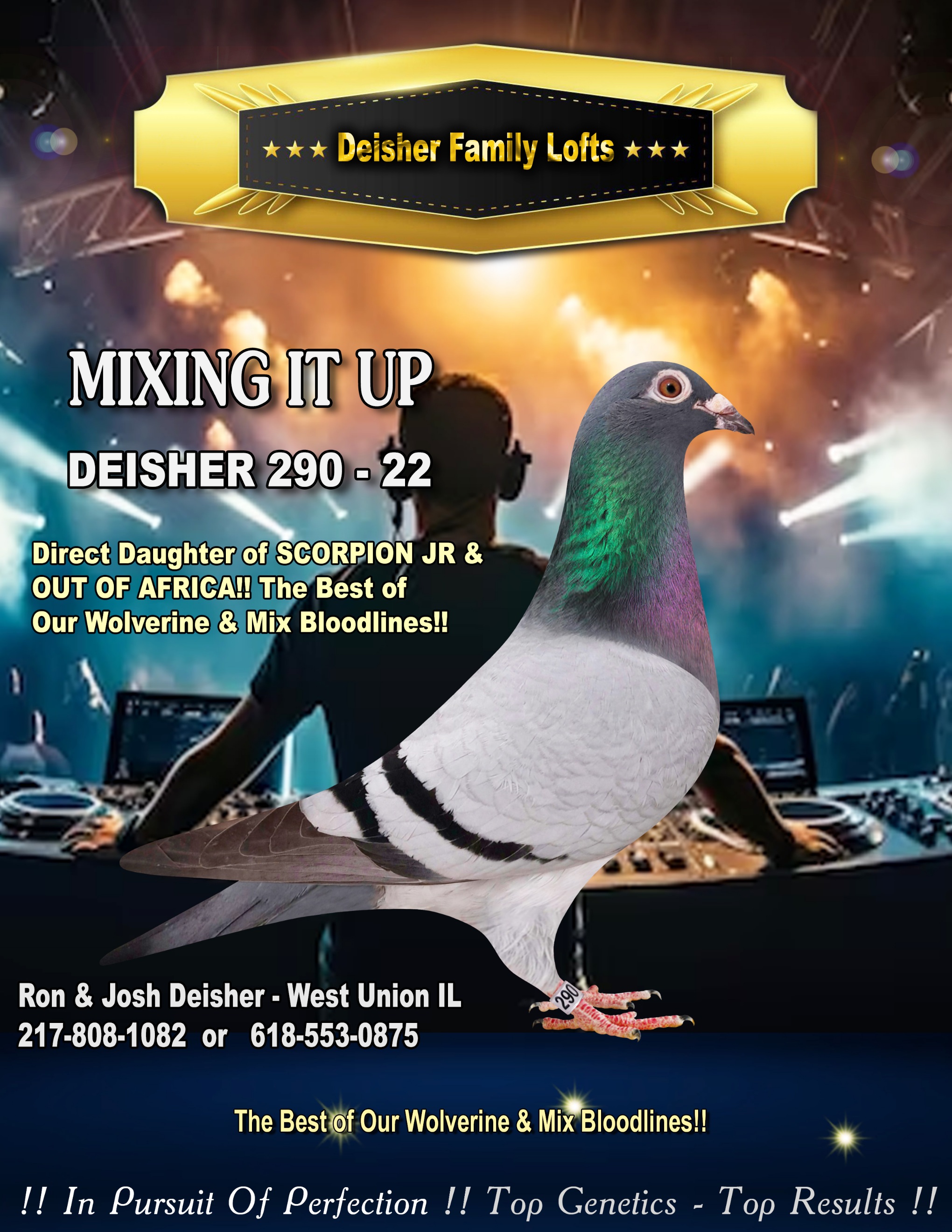 iPigeon.com - Racing Pigeon Auction
