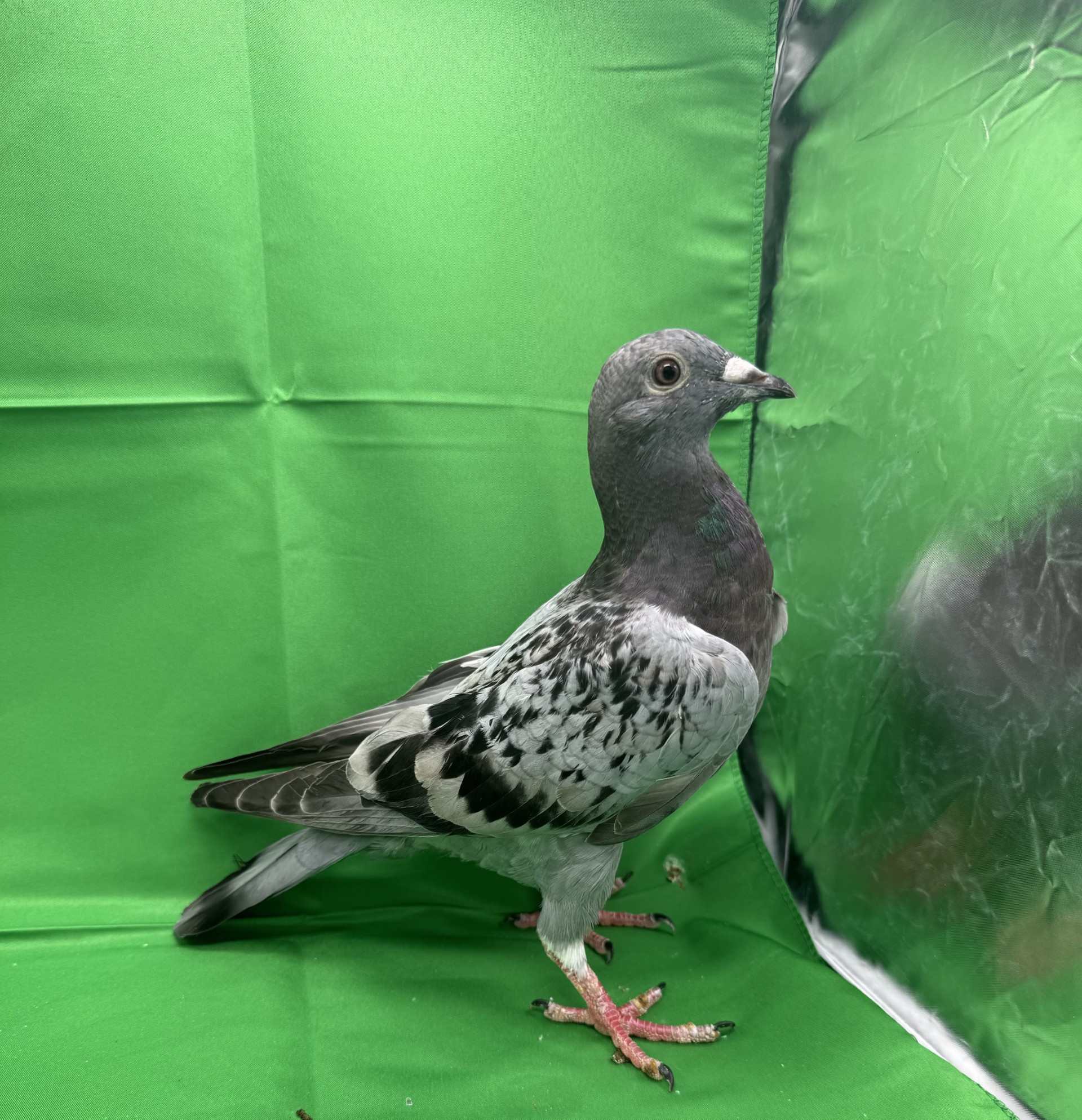 iPigeon.com - Racing Pigeon Auction