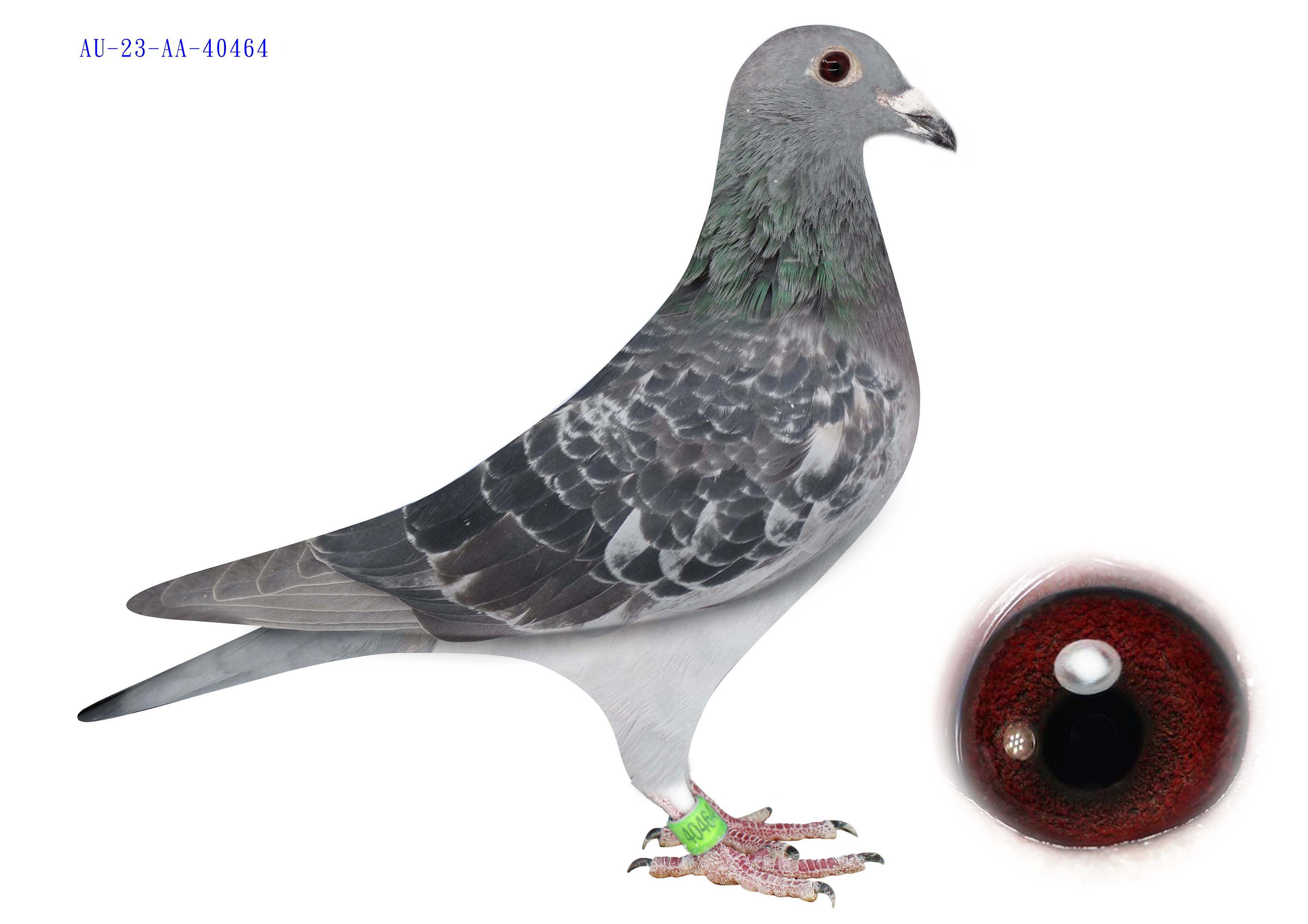 iPigeon.com - Racing Pigeon Auction