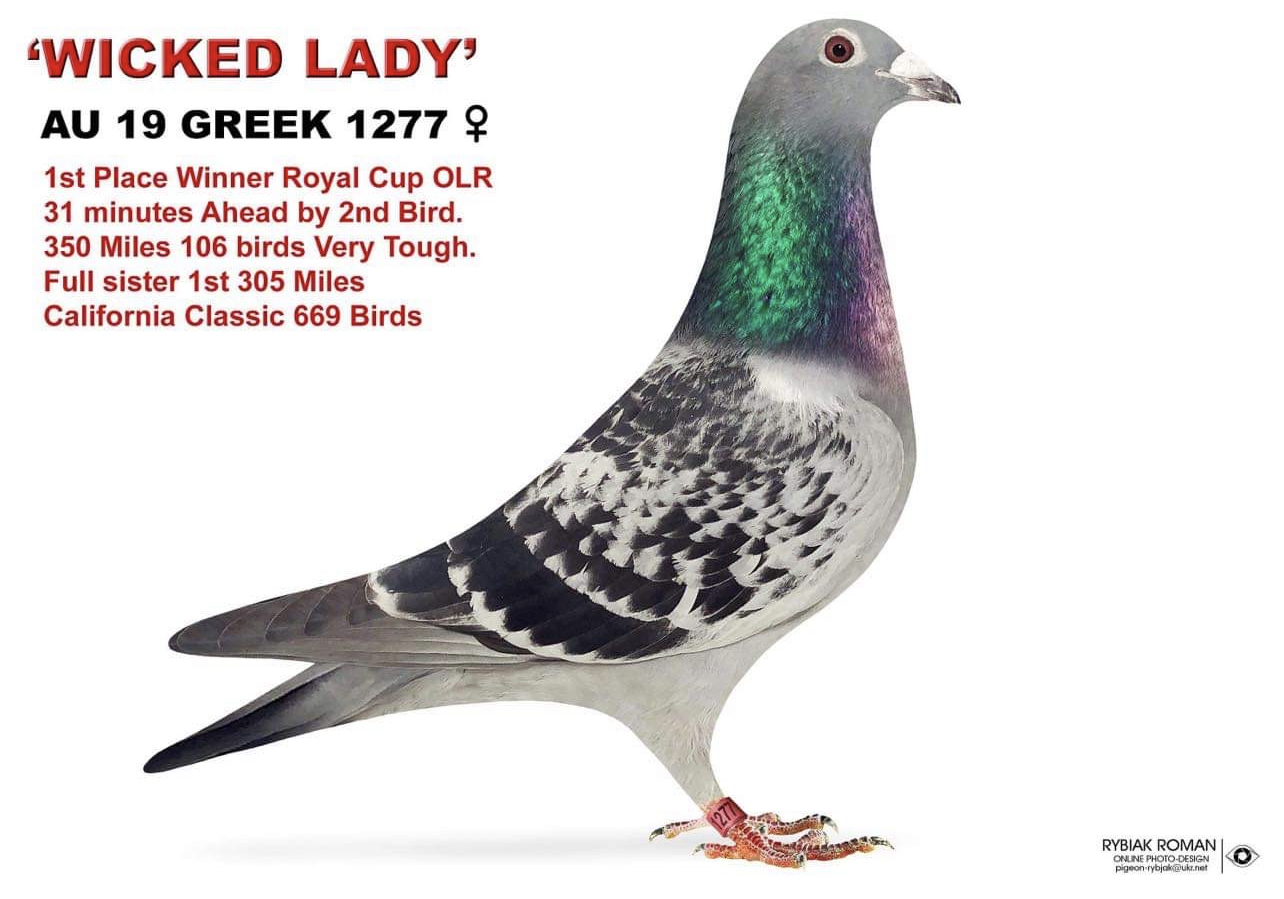 iPigeon.com - Racing Pigeon Auction
