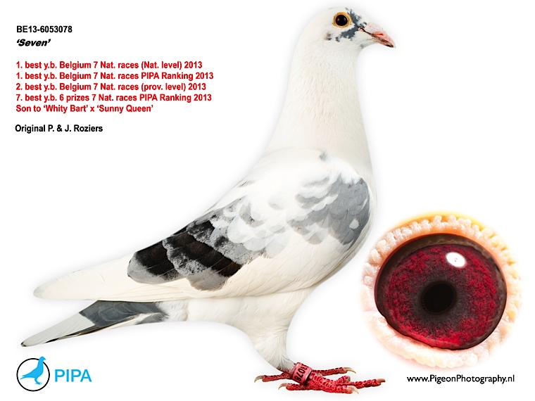 iPigeon.com - Racing Pigeon Auction