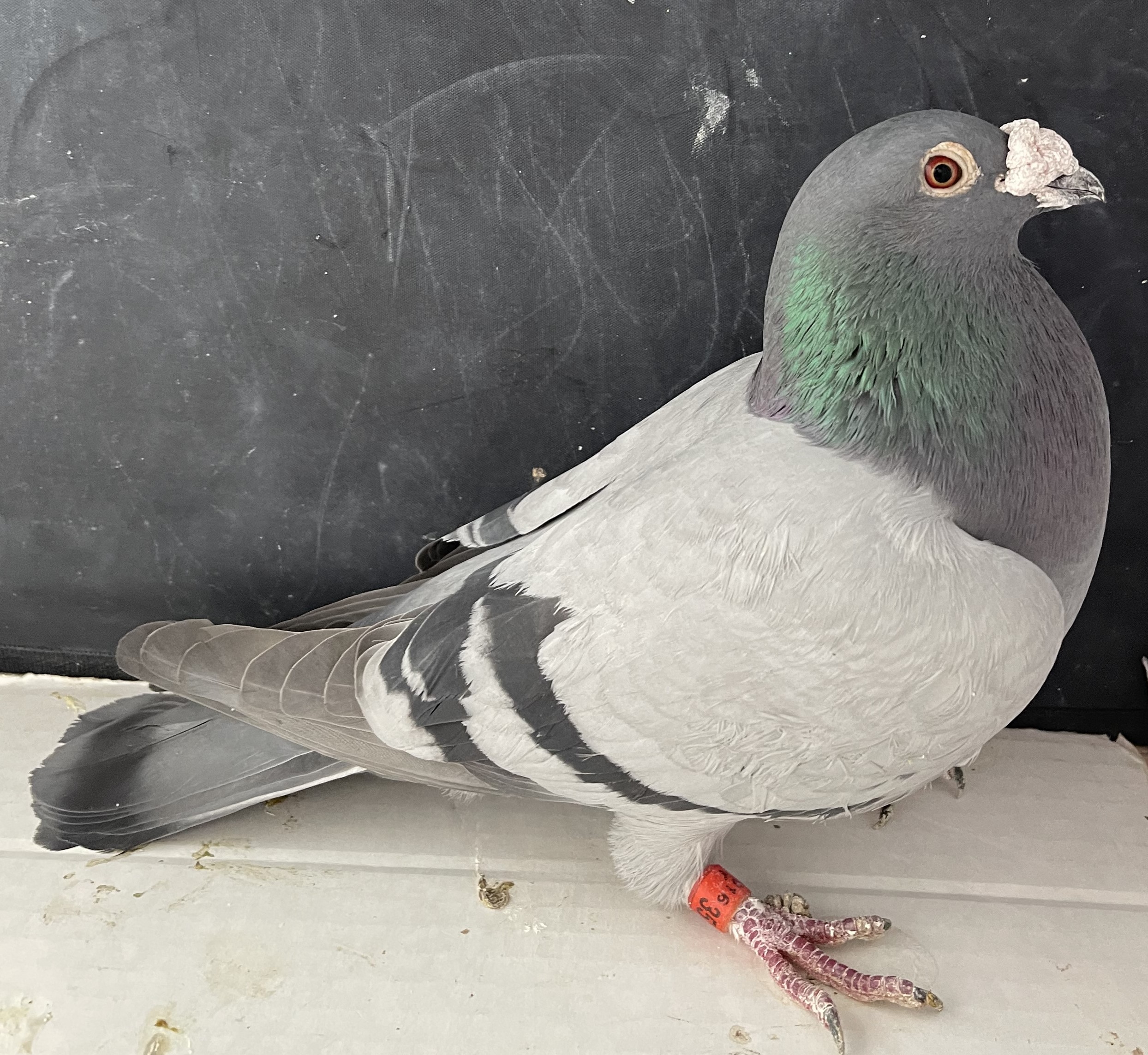 iPigeon.com - Racing Pigeon Auction