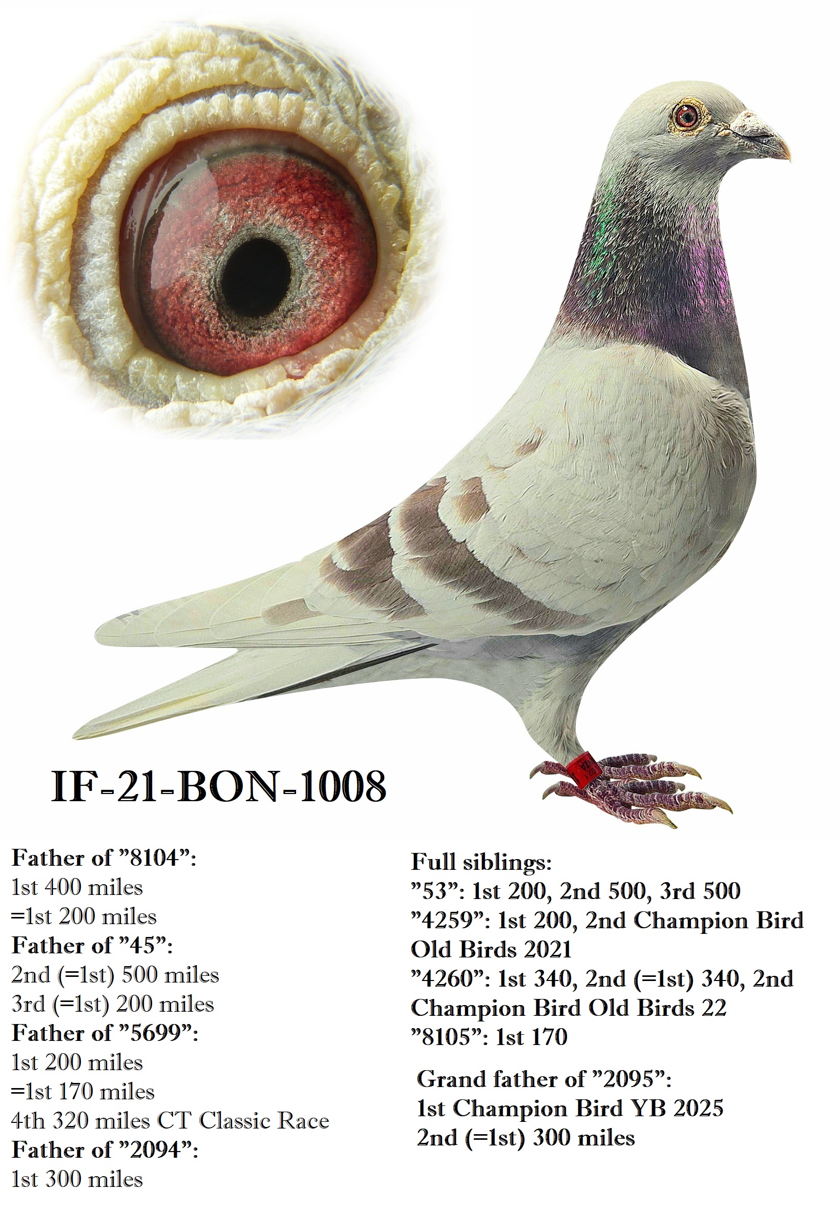 iPigeon.com - Racing Pigeon Auction