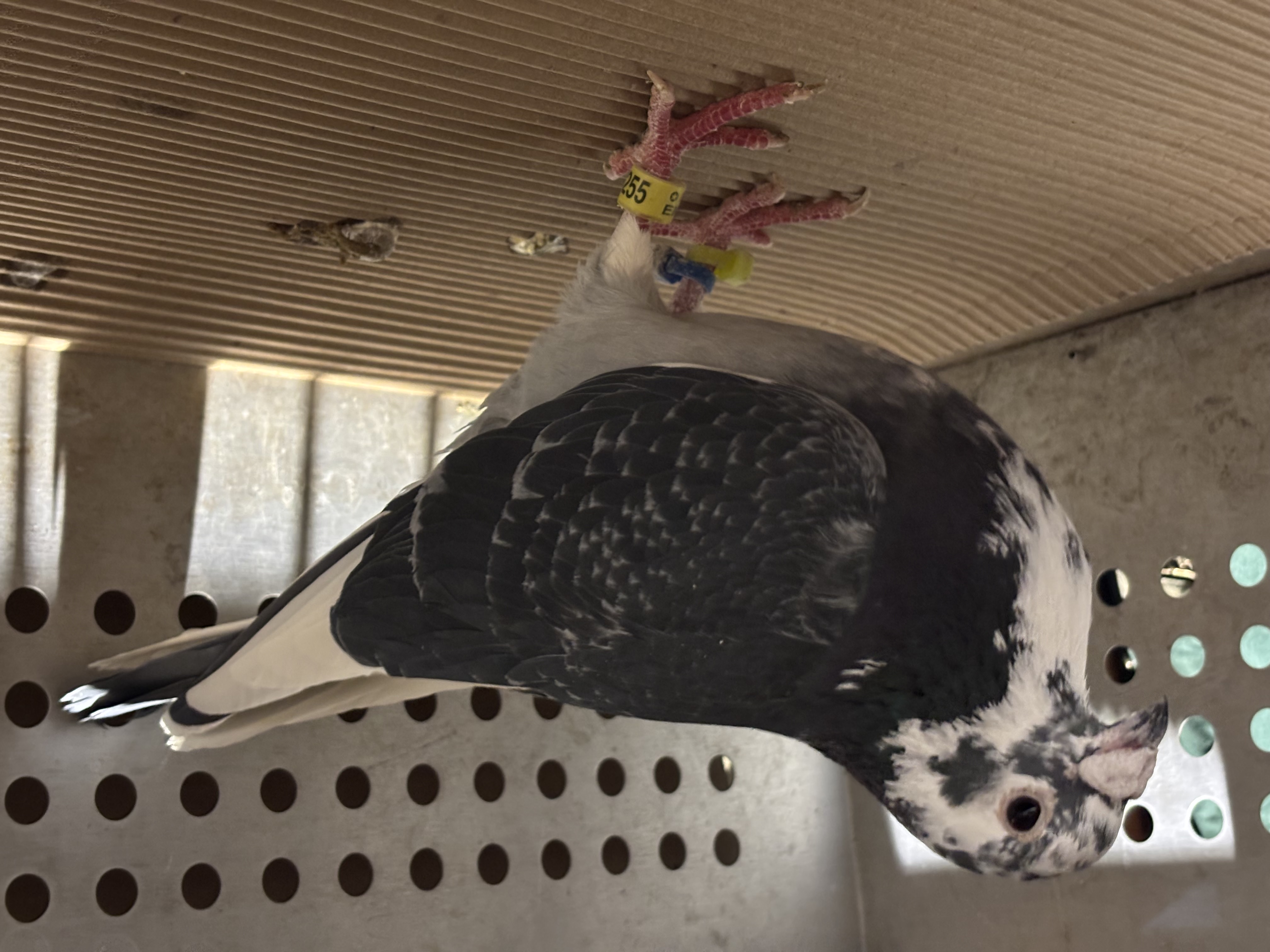 iPigeon.com - Racing Pigeon Auction